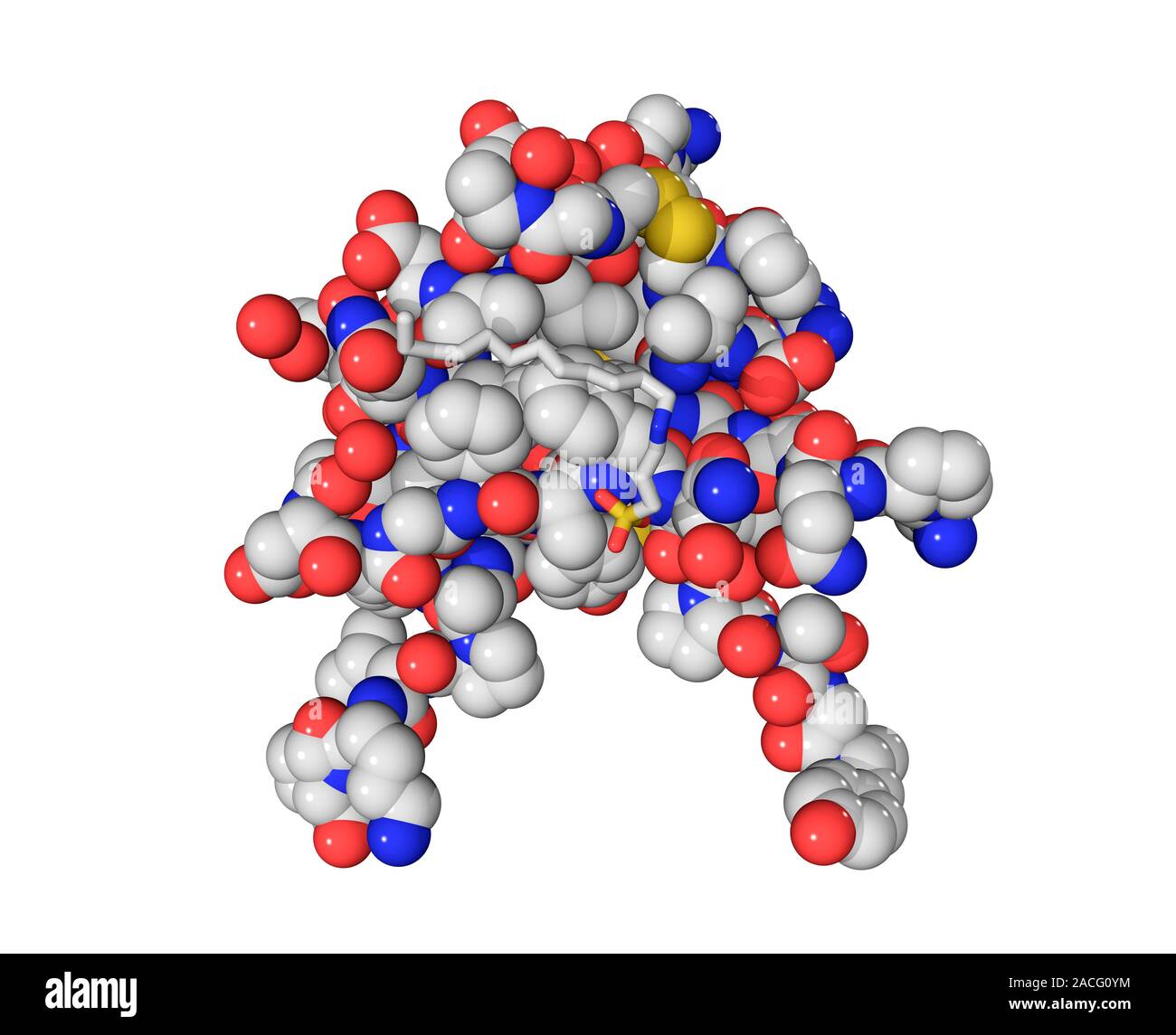 Insulin-like growth factor 1 molecule. Computer model showing the ...