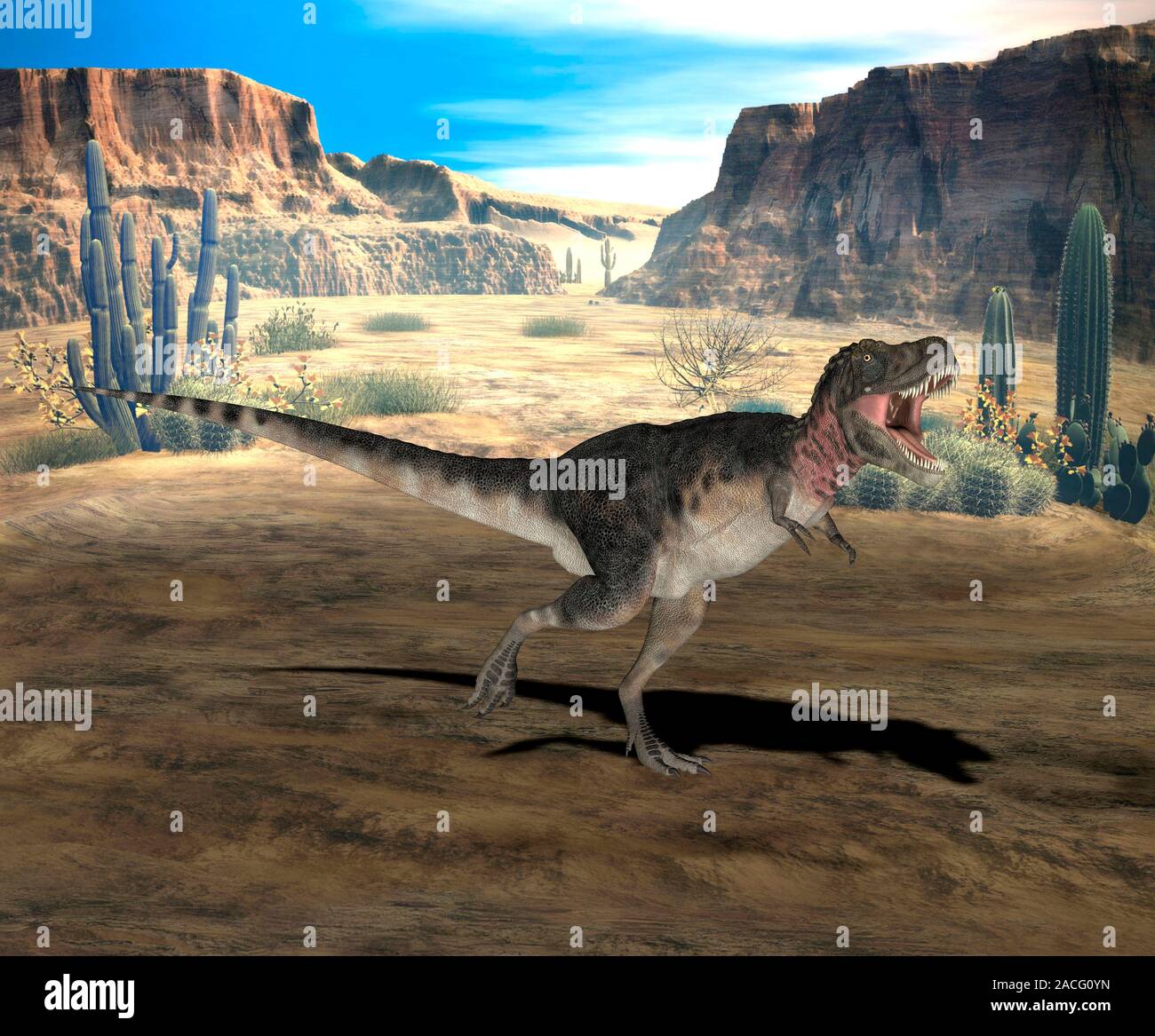 Tarbosaurus dinosaur. Computer artwork of an Tarbosaurus, a large ...