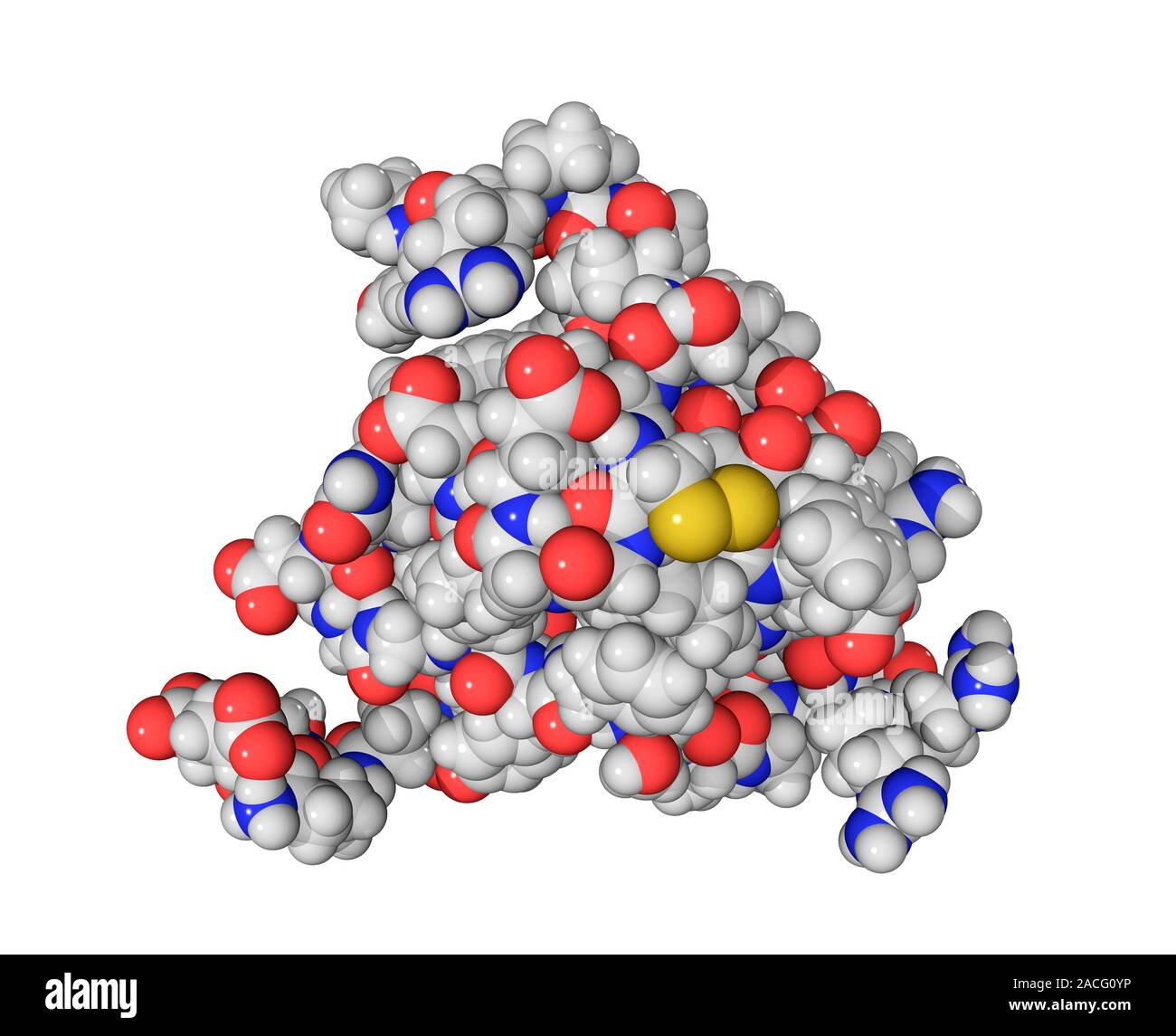 Insulin-like growth factor 2 molecule. Computer model showing the ...