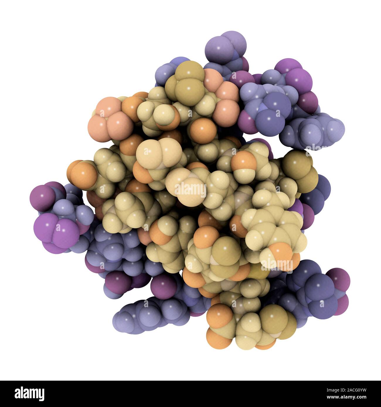 Insulin molecule. Computer model showing the structure of a molecule of ... Insulin molecule. Computer model showing the structure of a molecule of ...