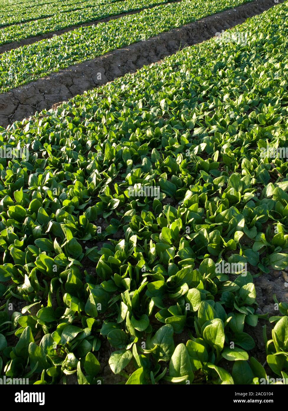 Spinach crop. This crop has been planted using the strip-till method ...
