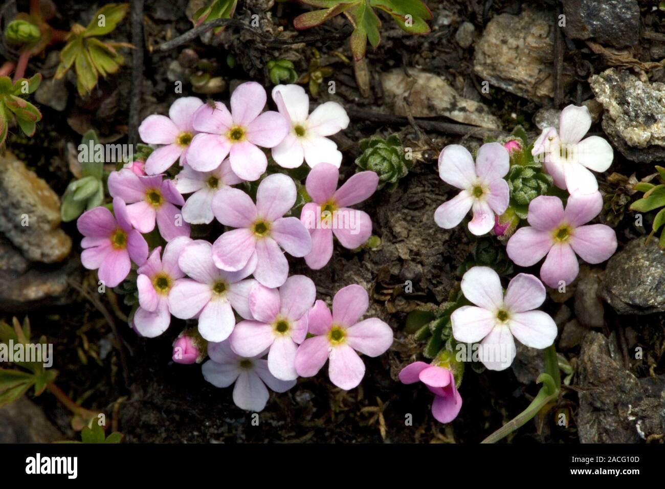 Alpine rock-jasmine (Androsace alpina) in flower at a high altitude in ...