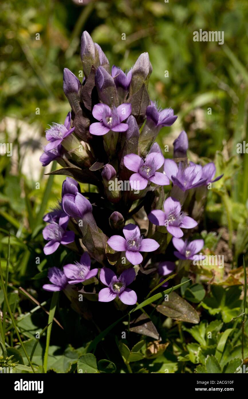 Field Gentian (Gentianella campestris) flowering. Photographed in the ...