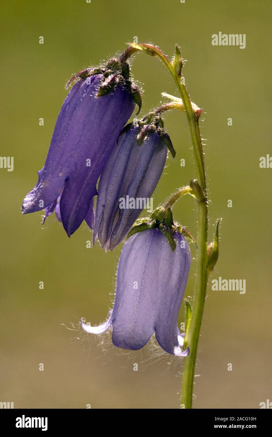 Flowers of Bearded Bellflower (Campanula barbata). Photographed in the French Alps Stock Photo ...
