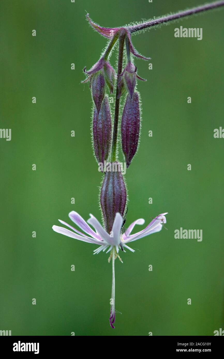Flowers and buds of Nottingham catchfly (Silene nutans). Photographed ...