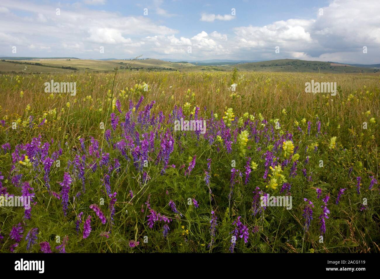 Vetches (Vicia tenuifolia) and Yellow Rattle (Rhinanthus rumelicus) in ...