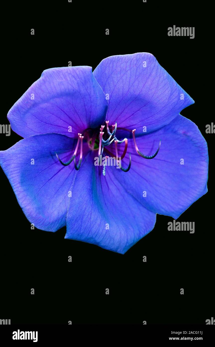 Flower of Glory bush (Tibouchina urvilleana), also known as Lasiandra ...