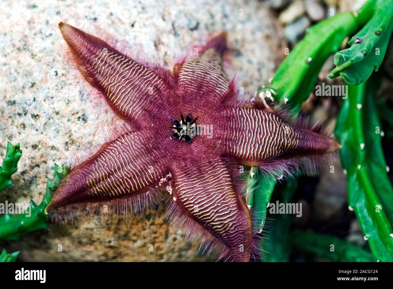Flower of a Starfish flower (Stapelia somonensis), also known as ...