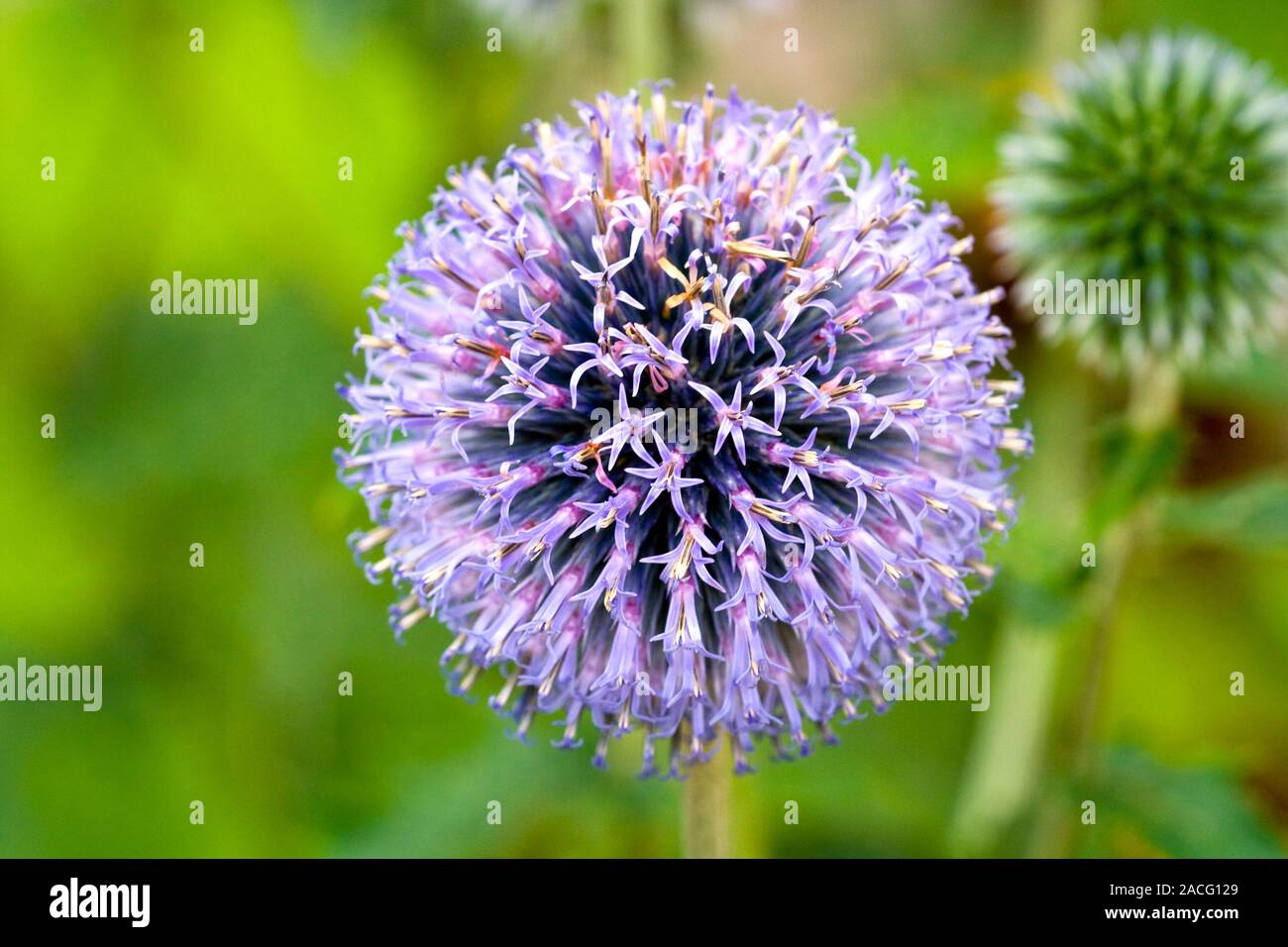 Ornamental Onion (Allium caeruleum) in flower Stock Photo - Alamy