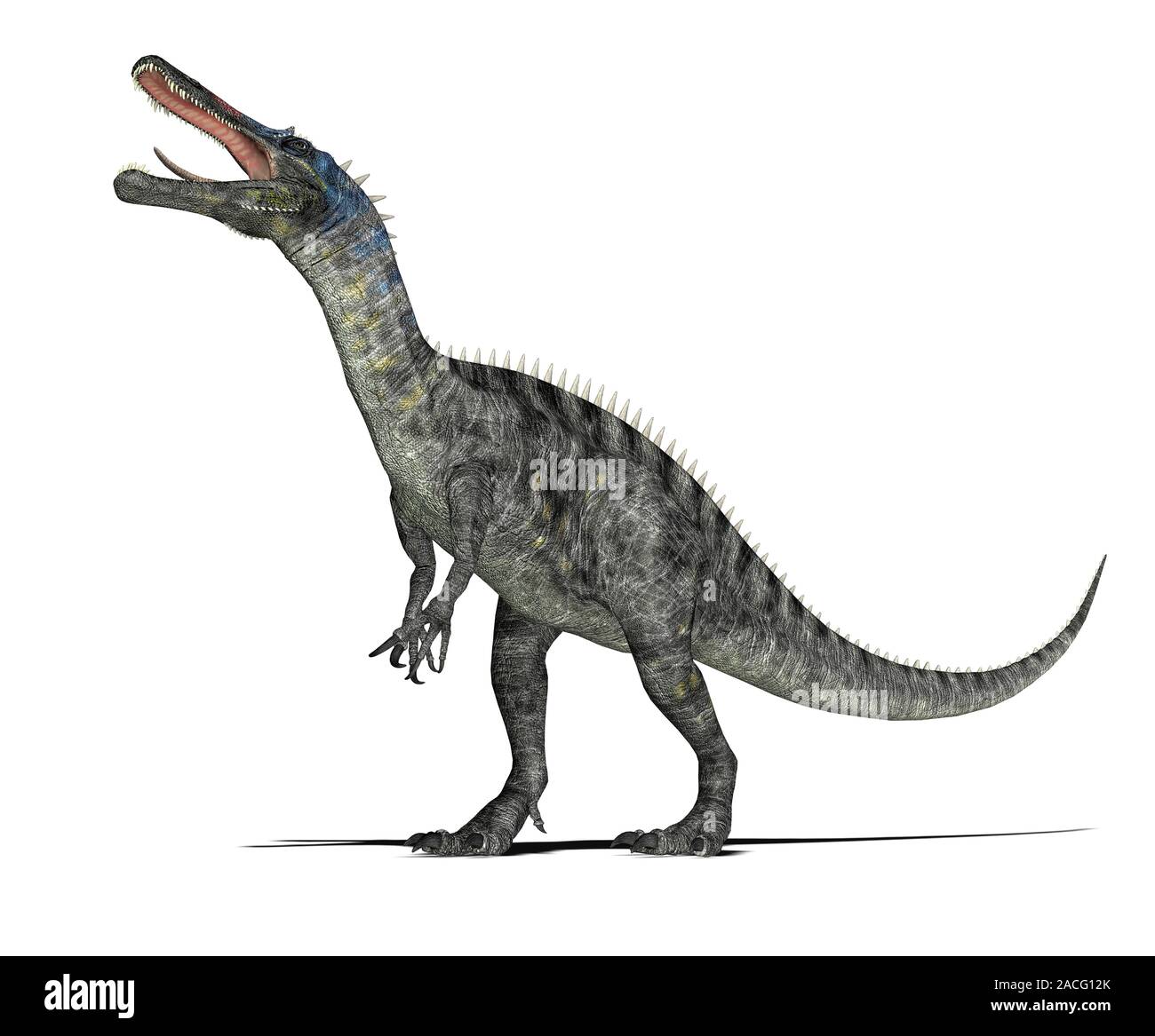 Suchomimus dinosaur, computer artwork. This bipedal spinosaurid ...