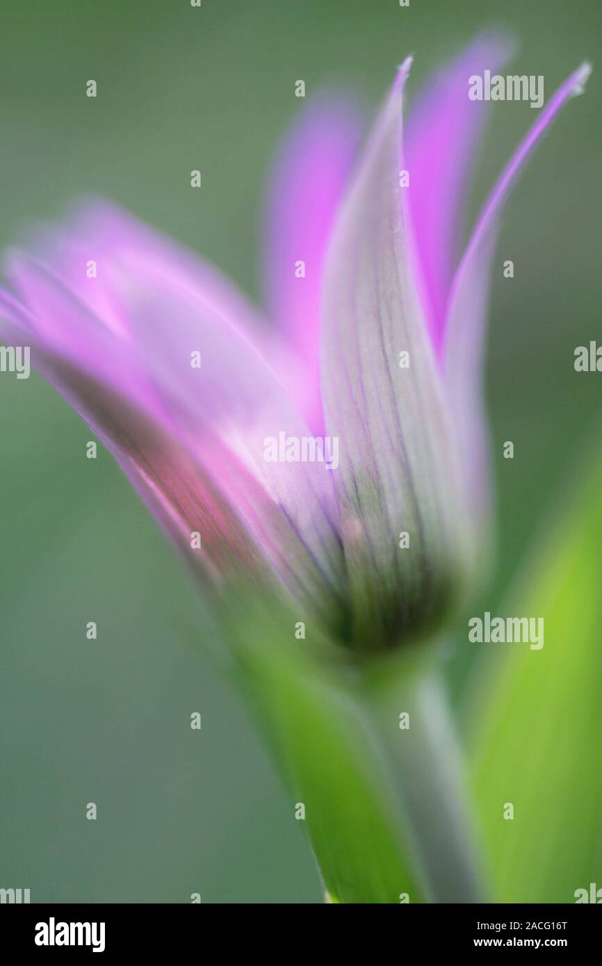 Japanese anemone flower (Anemone sp Stock Photo - Alamy