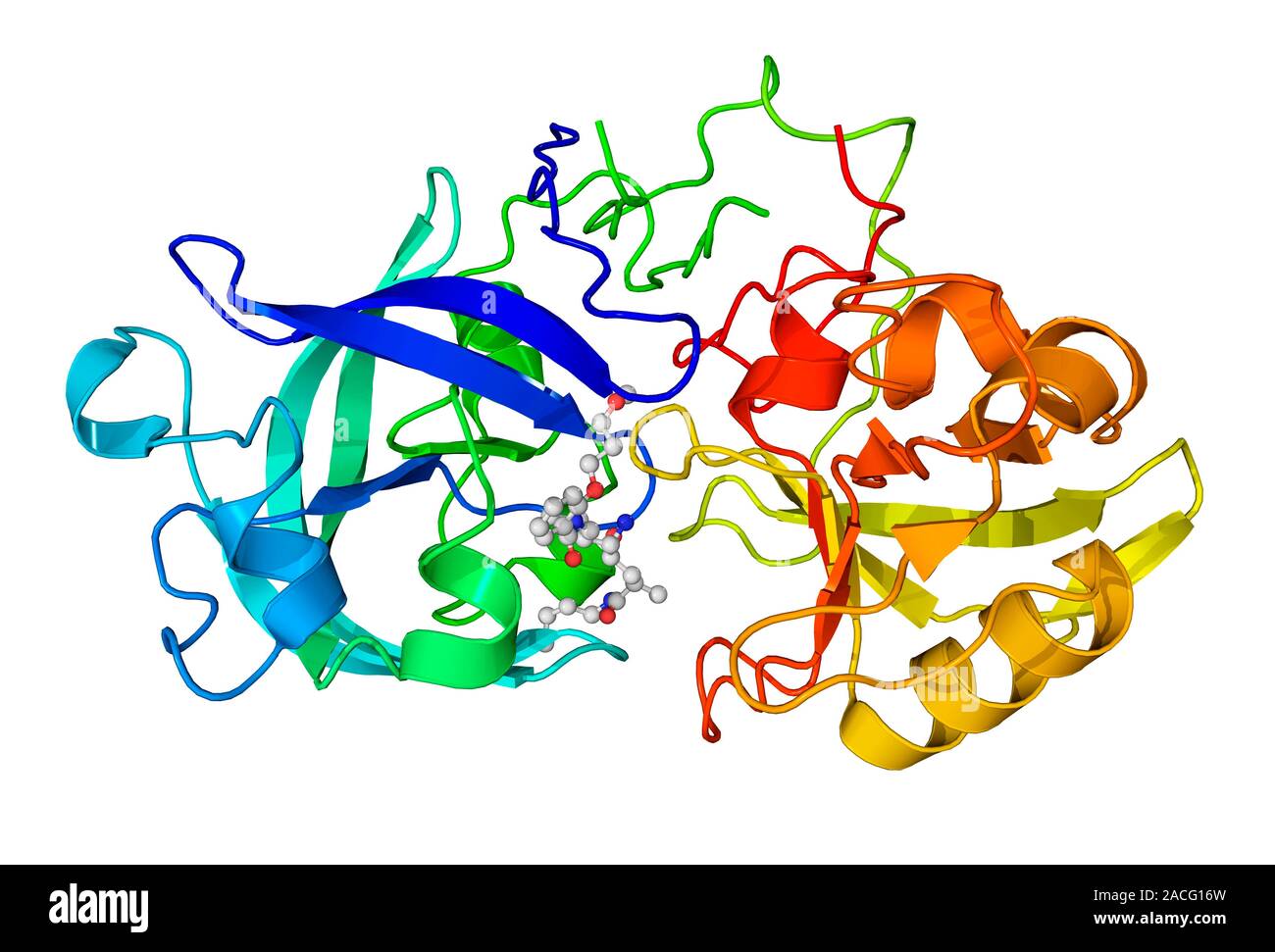 Renin and inhibitor complex. Computer model showing the secondary ...