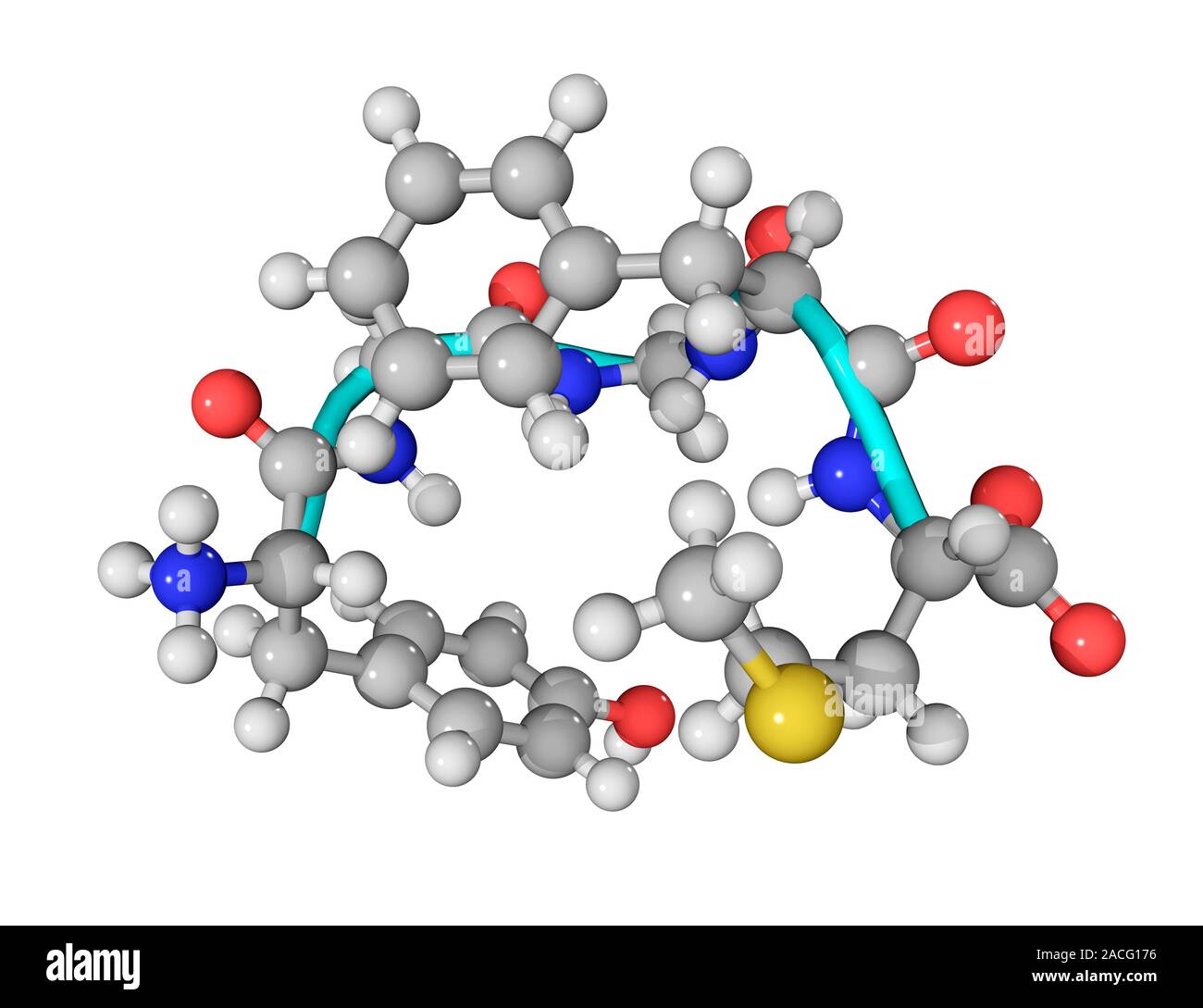 Met-enkephalin molecule. Computer model showing the structure of the ...