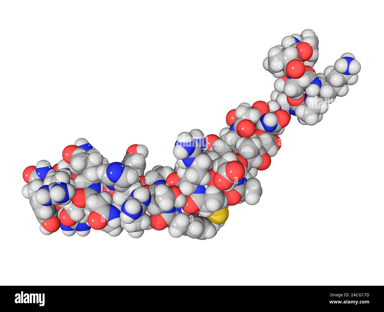 Neuropeptide Y neurotransmitter molecule. Computer model showing the ...