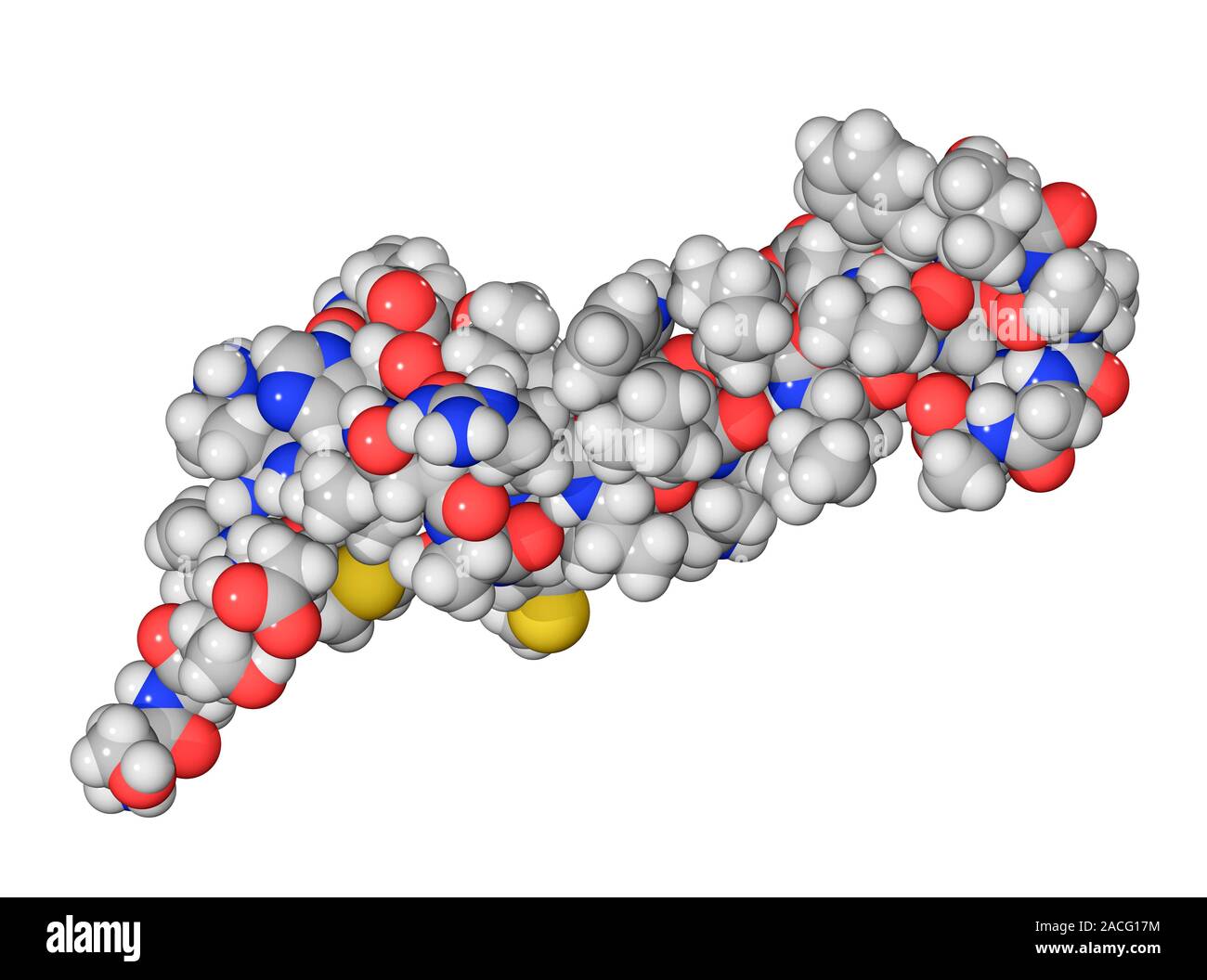 Parathyroid hormone molecule. Computer model showing the structure of ...