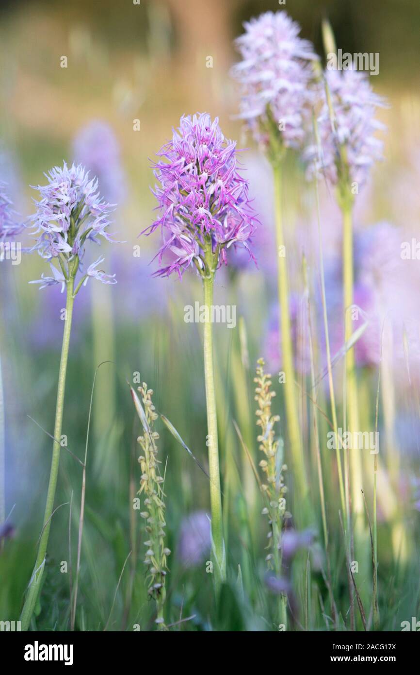 Orchids (family Orchidaceae). Photographed in Italy Stock Photo - Alamy