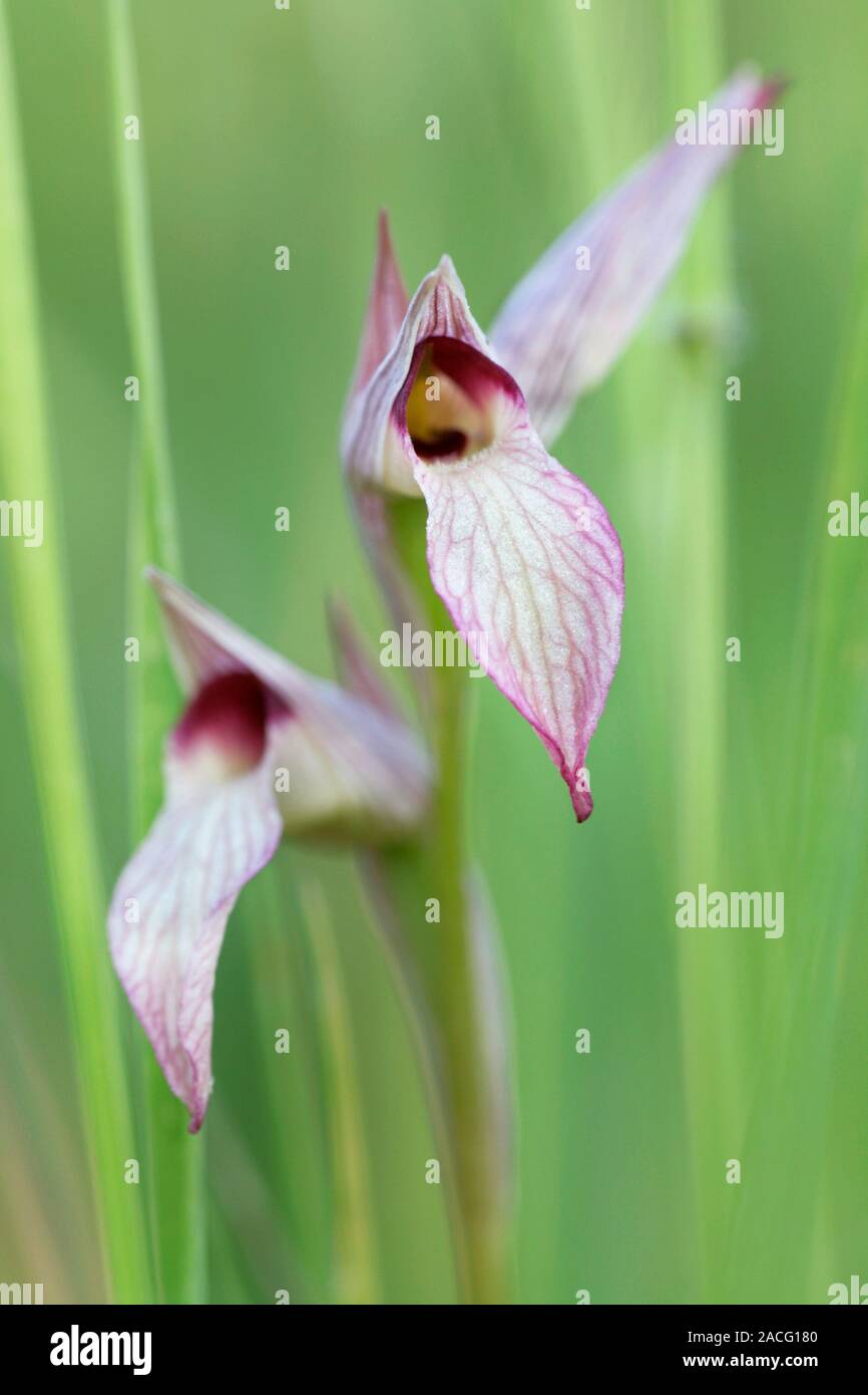 Orchids (family Orchidaceae). Photographed in Italy in spring Stock ...