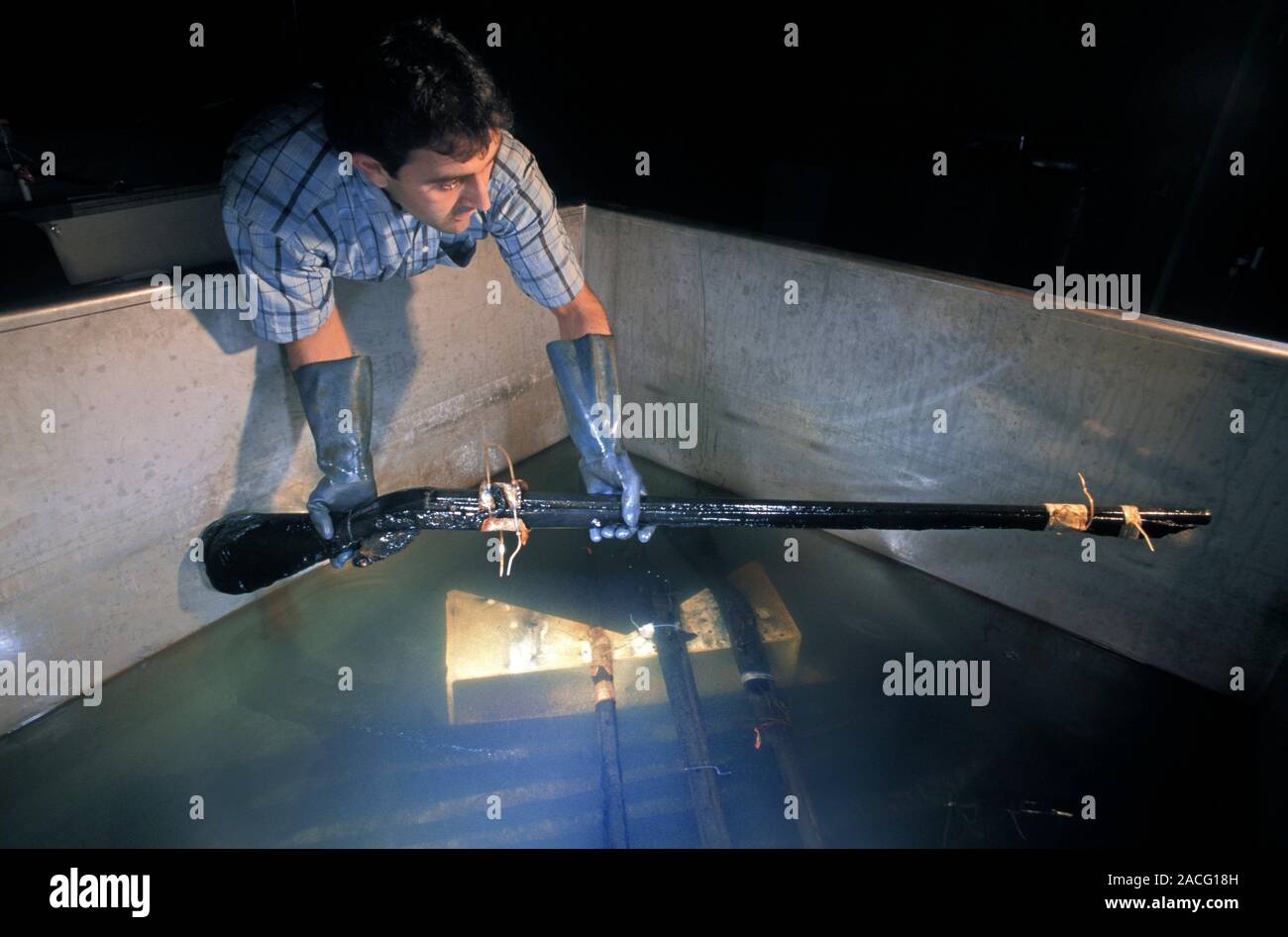 17th-century rifle. Archaeologist preparing to place an excavated rifle ...