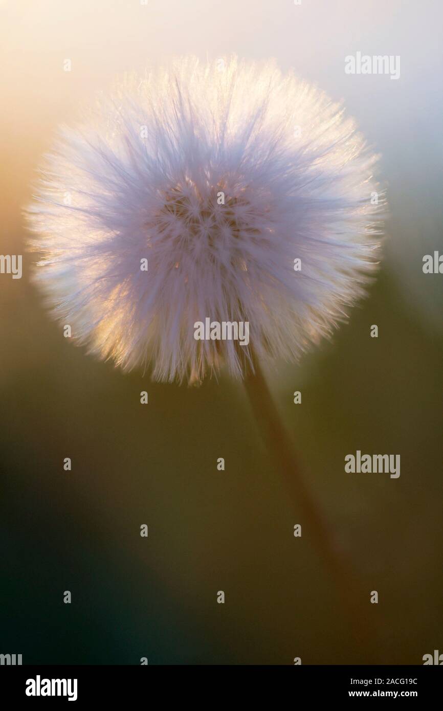 Dandelion (Taraxacum sp.) seed head. Each seed is topped by a feathery ...