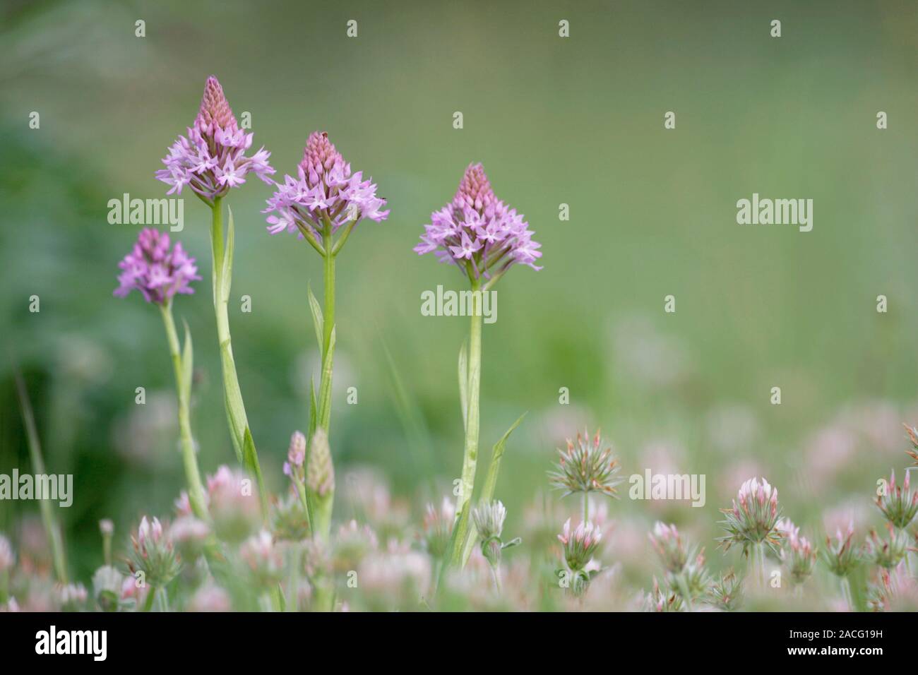 Orchids (family Orchidaceae). Photographed in Italy Stock Photo - Alamy