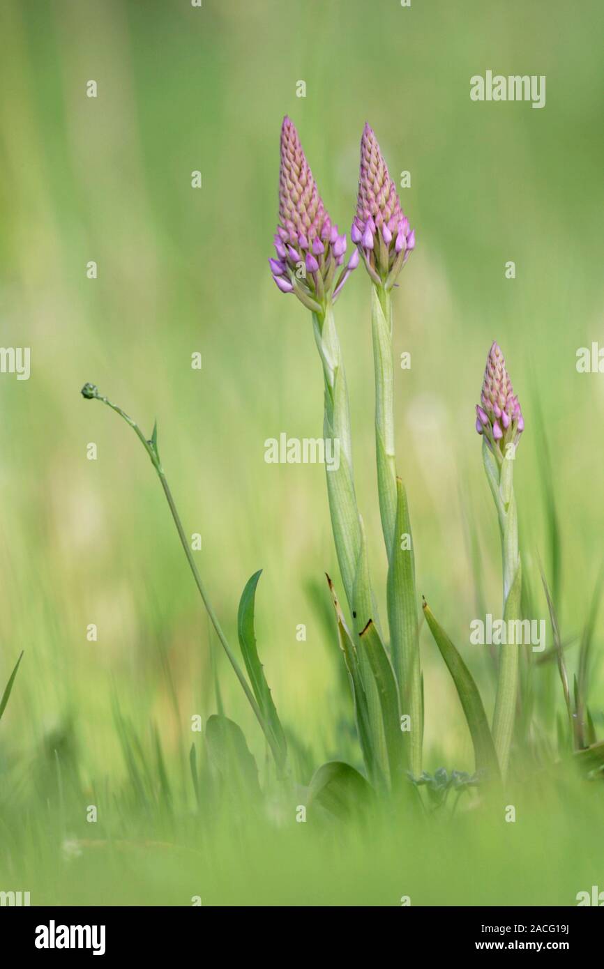 Orchids (family Orchidaceae). Photographed in Italy Stock Photo - Alamy