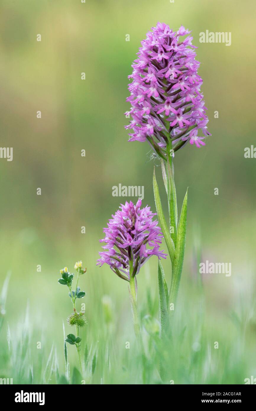 Orchids (family Orchidaceae). Photographed in Italy Stock Photo - Alamy