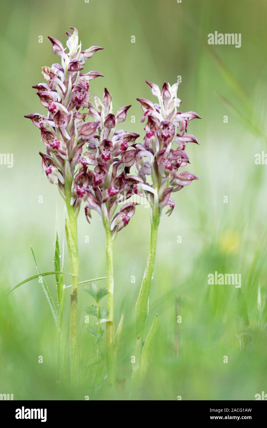 Orchids (family Orchidaceae). Photographed in Italy Stock Photo - Alamy