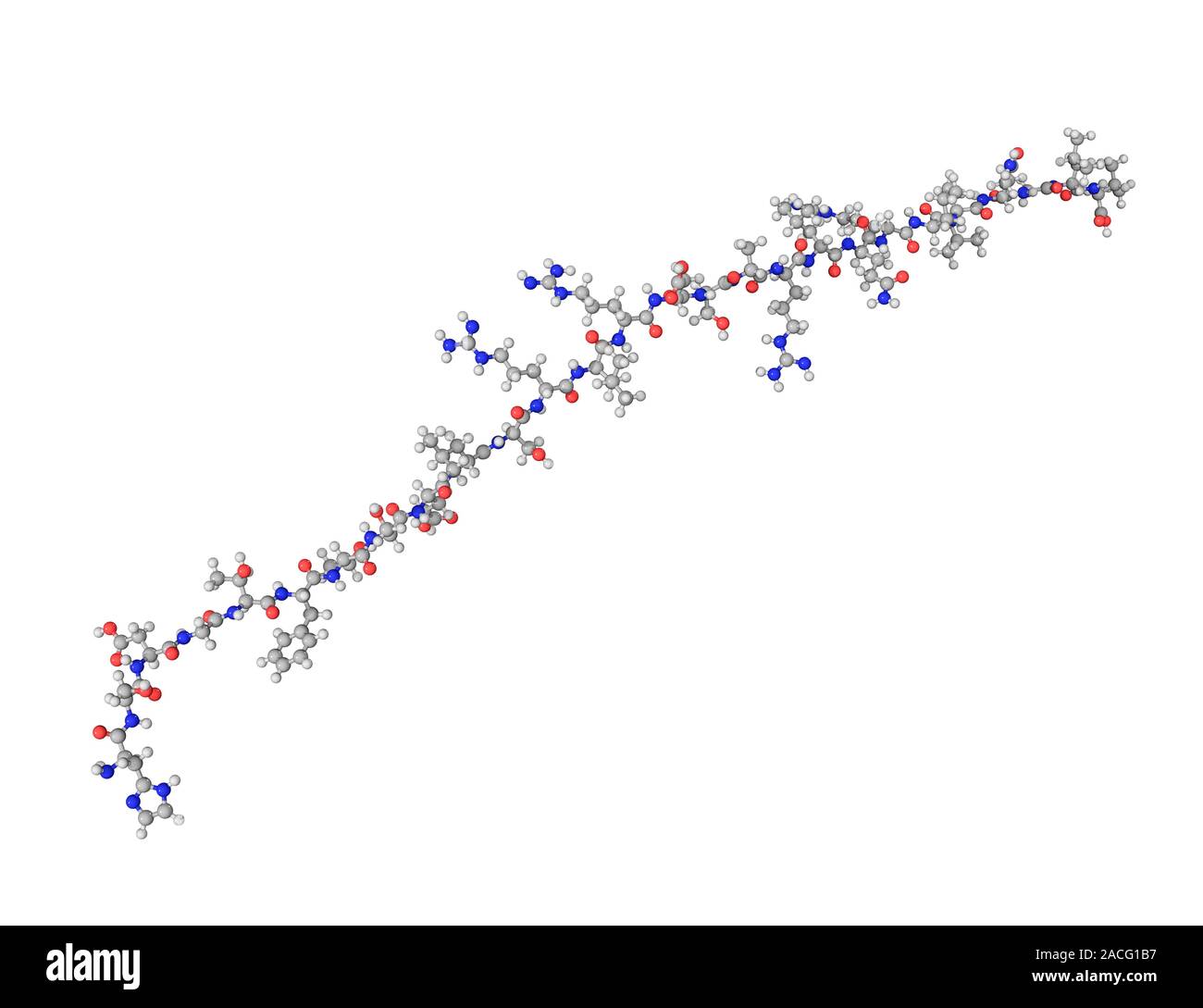 Secretin hormone molecule. Computer model showing the structure of the ...
