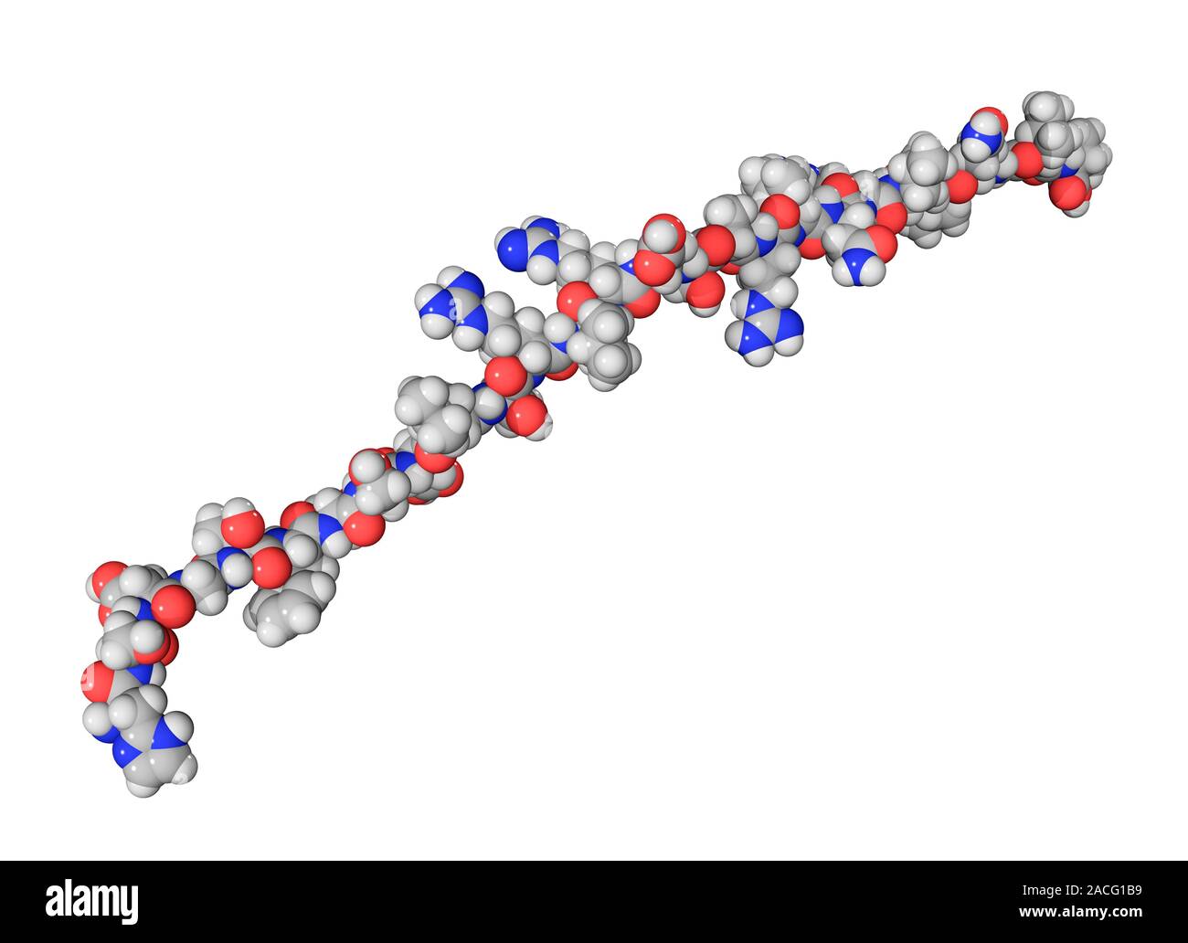 Secretin hormone molecule. Computer model showing the structure of the ...