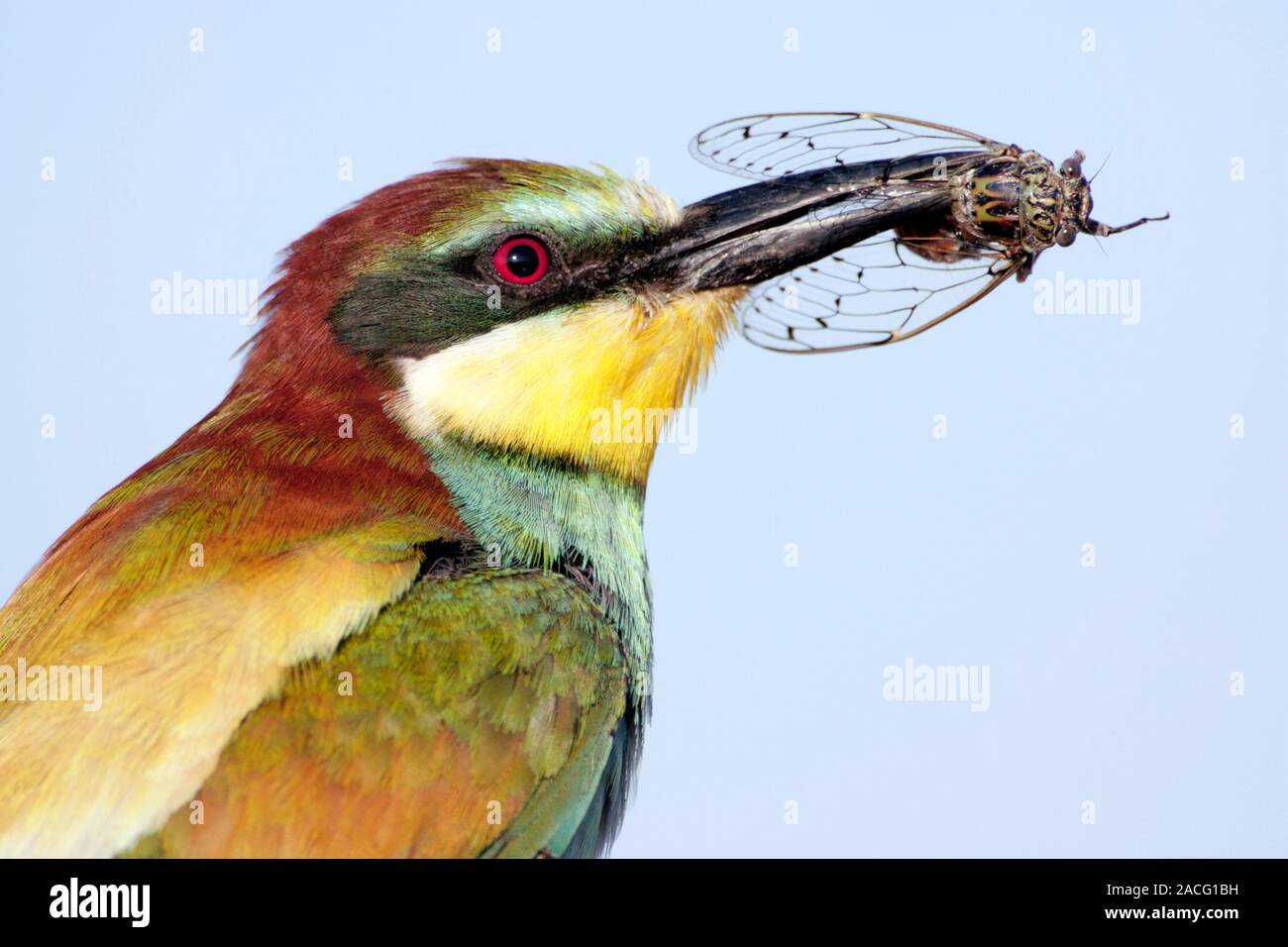 Bee-eater (family Meropidae) with an insect in its beak. Most of the ...