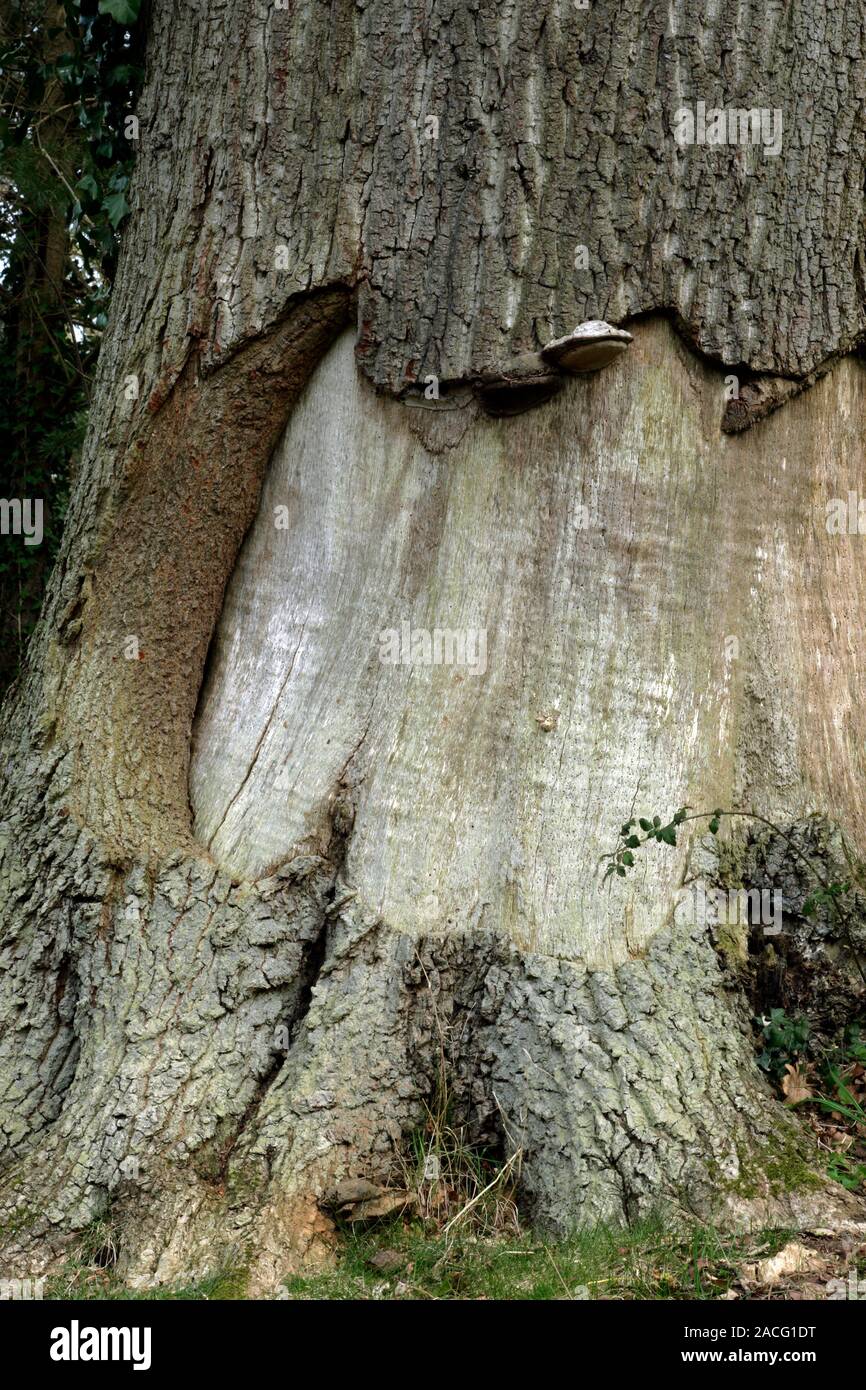 Bark damage to a mature English oak tree (Quercus robur). This damage ...