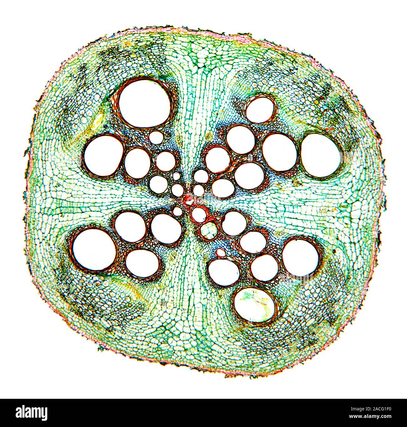 Squash root. Light micrograph of a transverse section through a squash ...