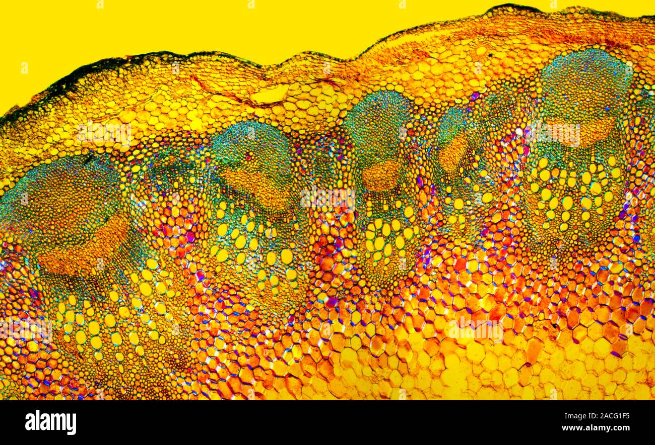 Sunflower stem. Light micrograph of a transverse section through the ...