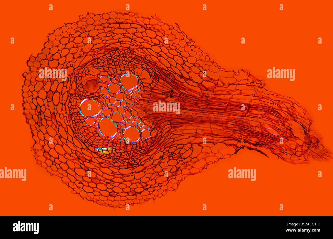 Sunflower root. Polarised light micrograph of a transverse section ...