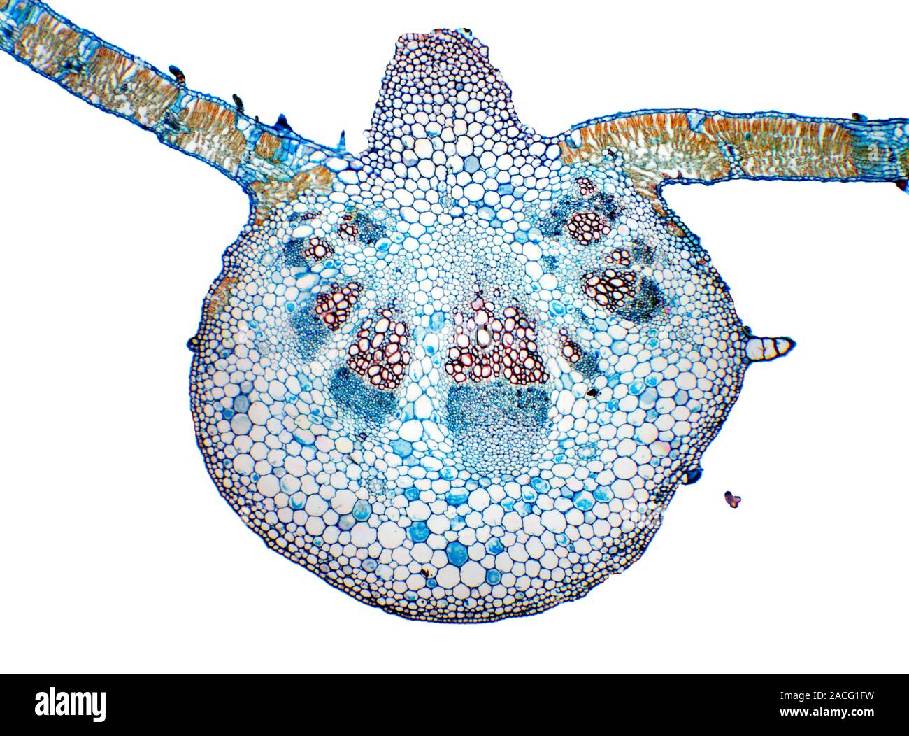 Sunflower leaf. Light micrograph of a transverse section through the ...