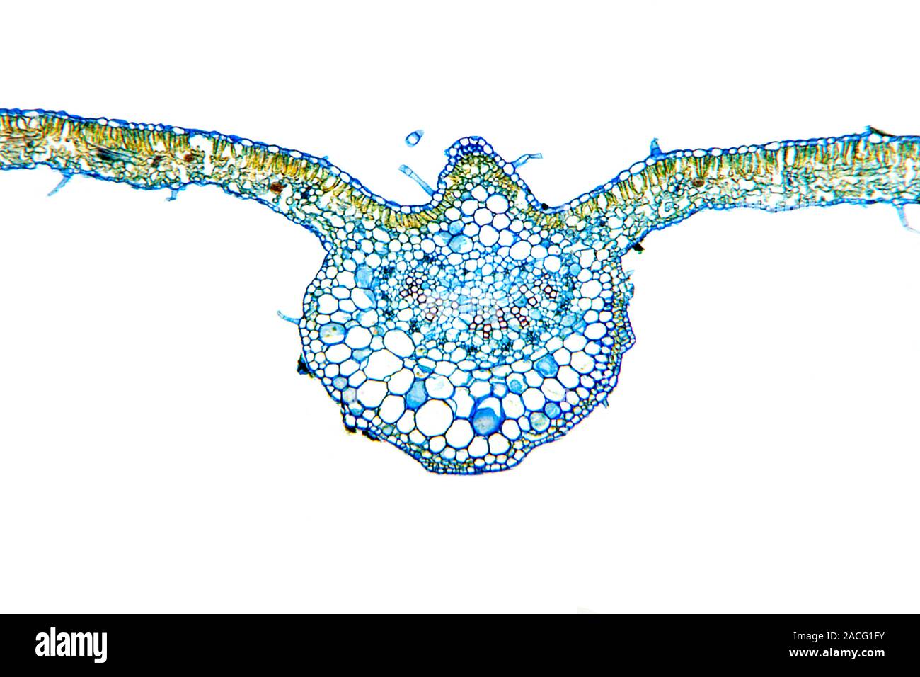 Tomato Leaf Light Micrograph Of A Transverse Section Through The