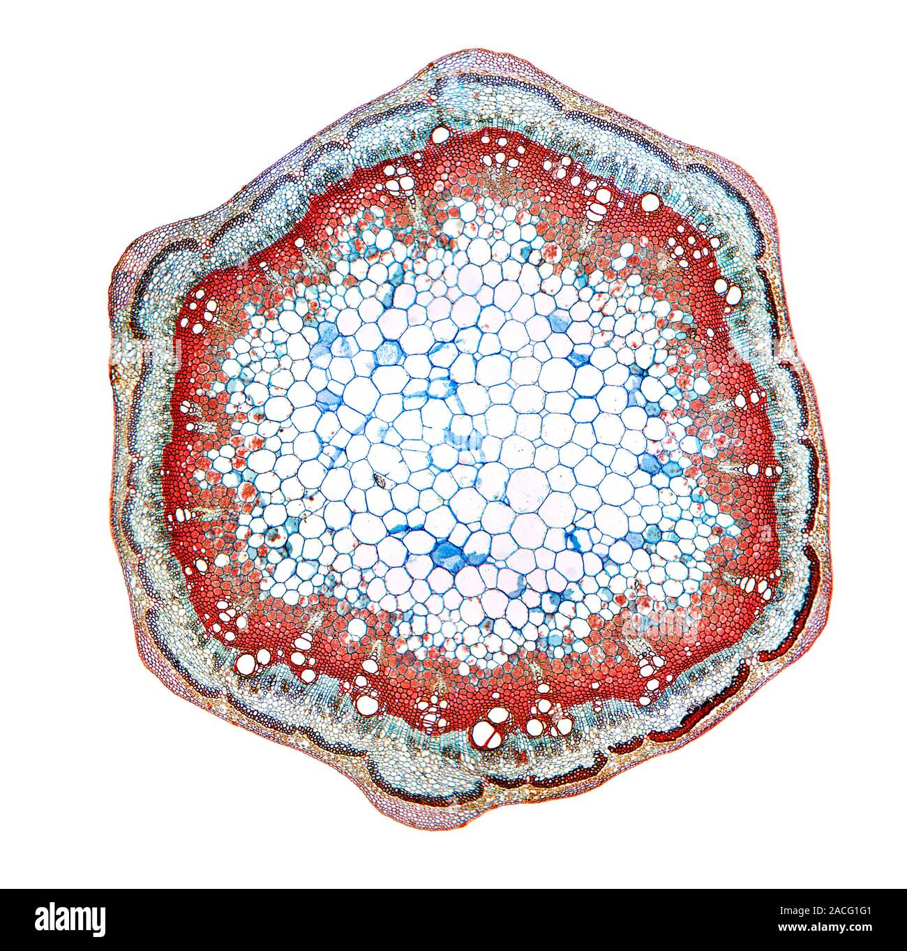 Kidney bean stem. Light micrograph of a section through the stem of a ...