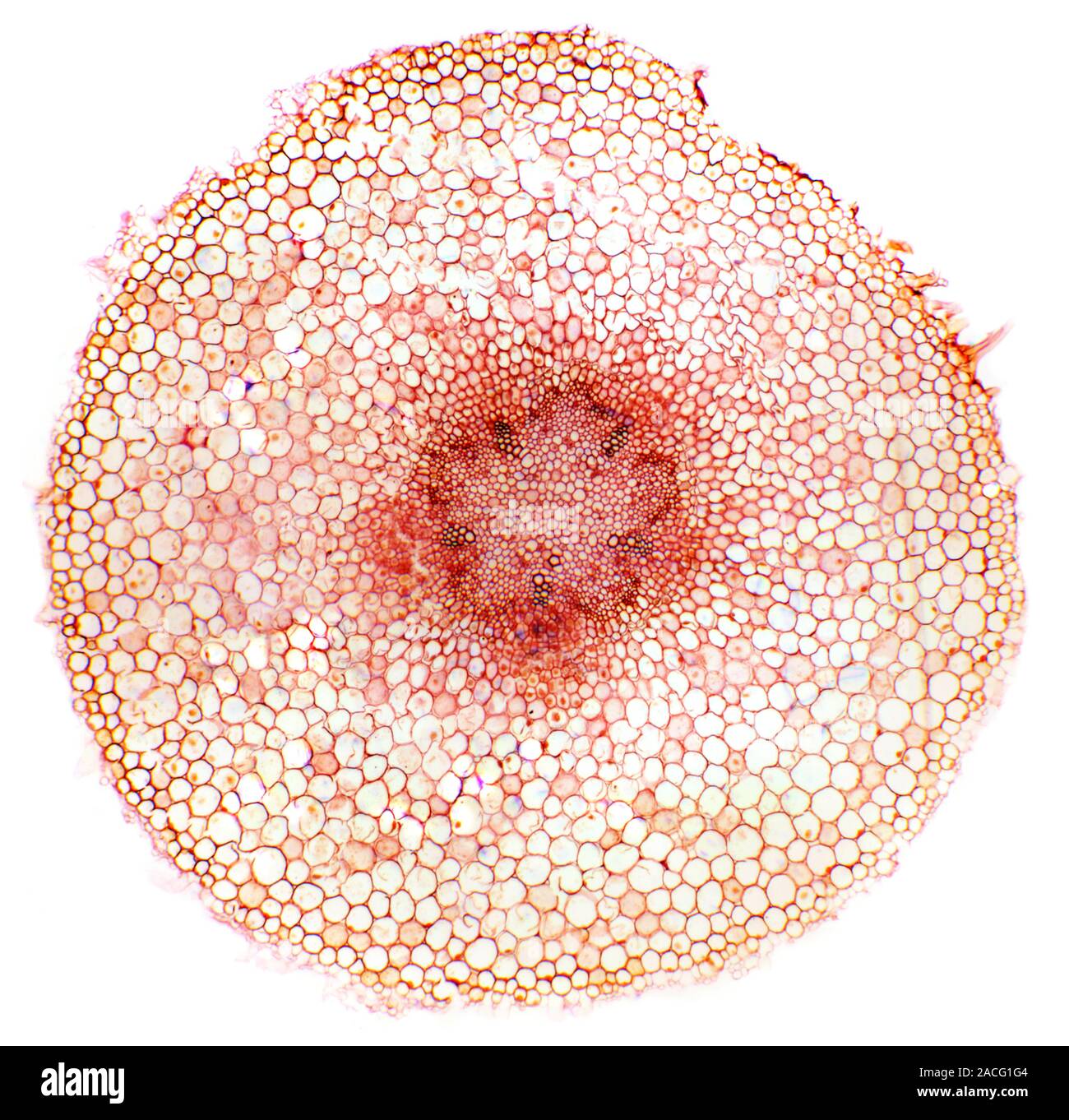 Broad bean root. Light micrograph of a transverse section through the ...