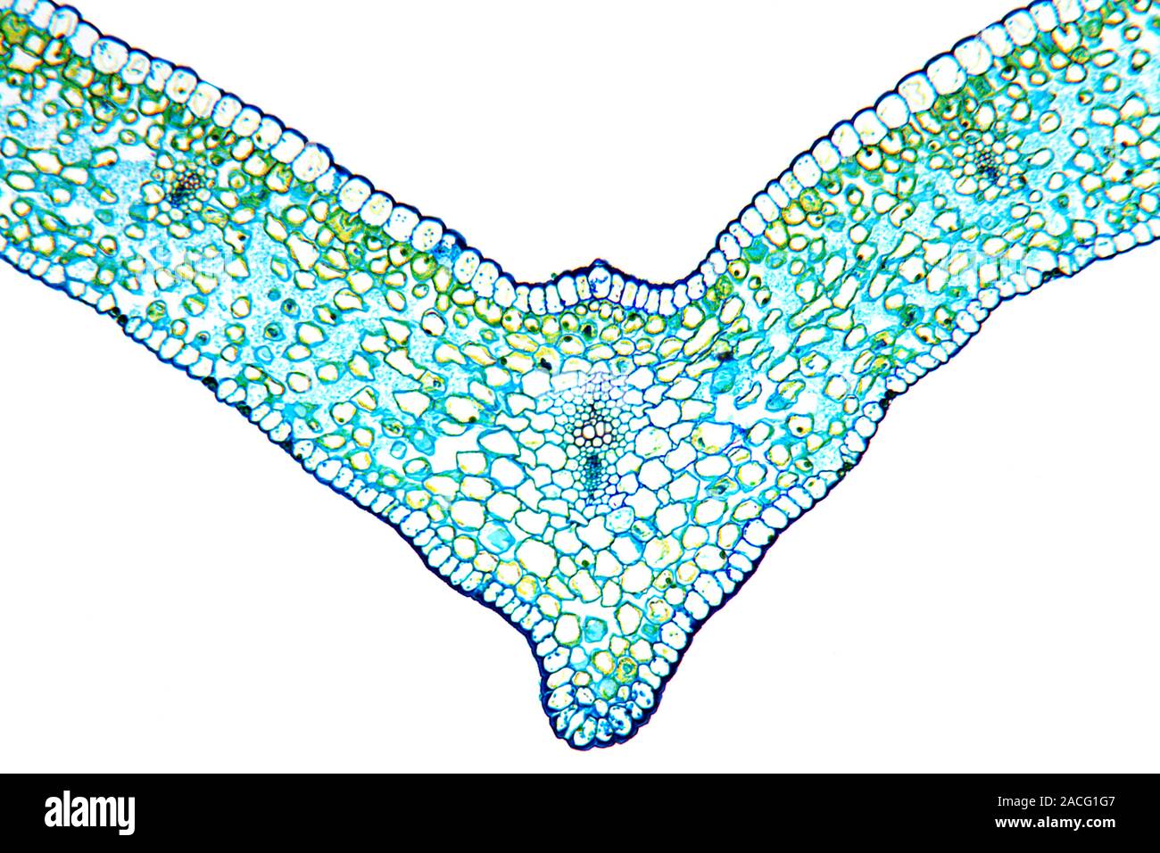 Ginger Leaf Light Micrograph Of A Transverse Section Through The