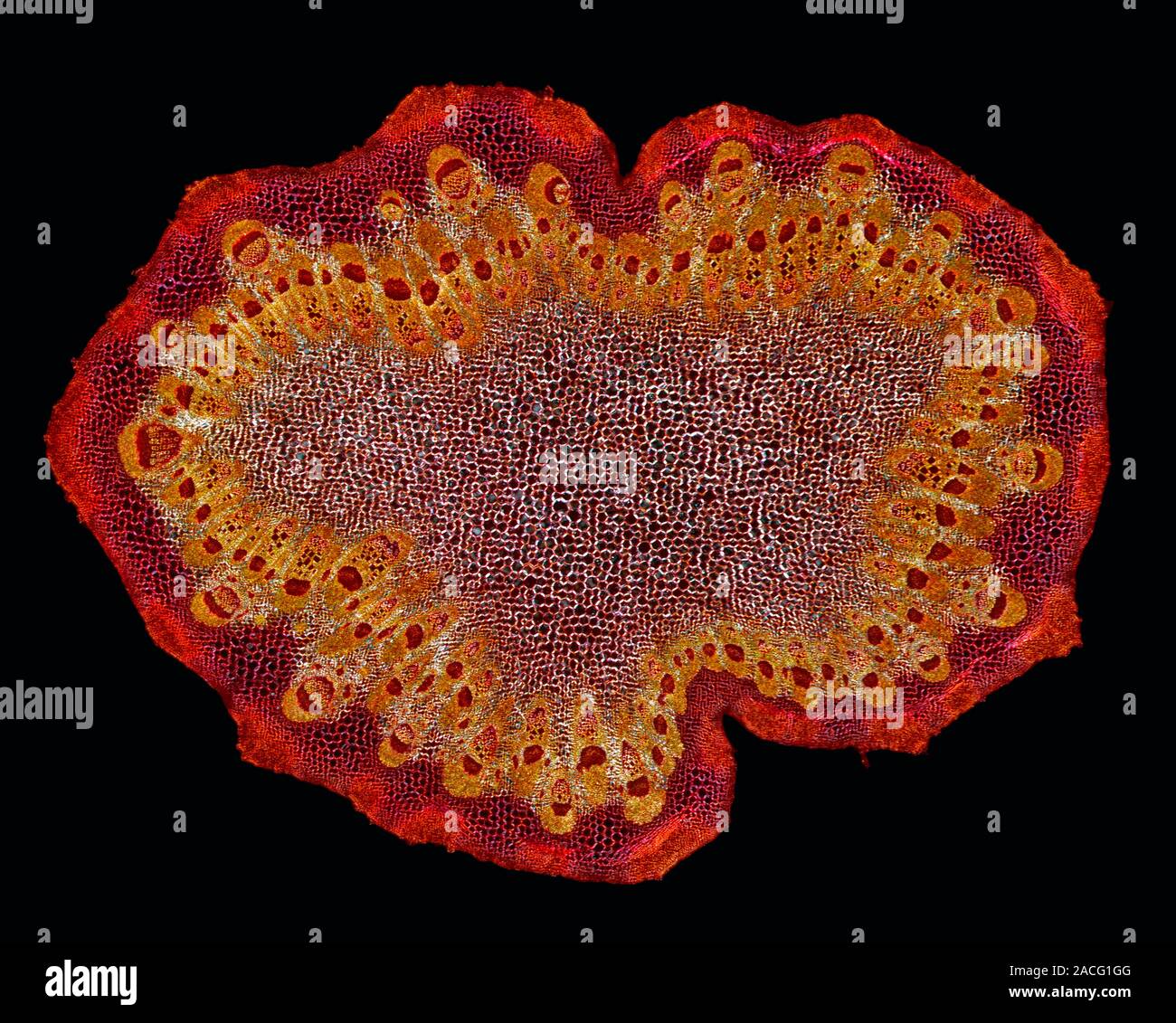 Black burdock stem. Polarised light micrograph of a transverse section ...