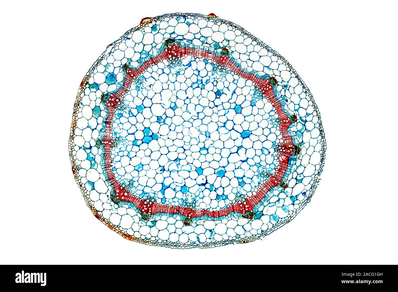 Begoinia stem. Light micrograph of a transverse section through the ...