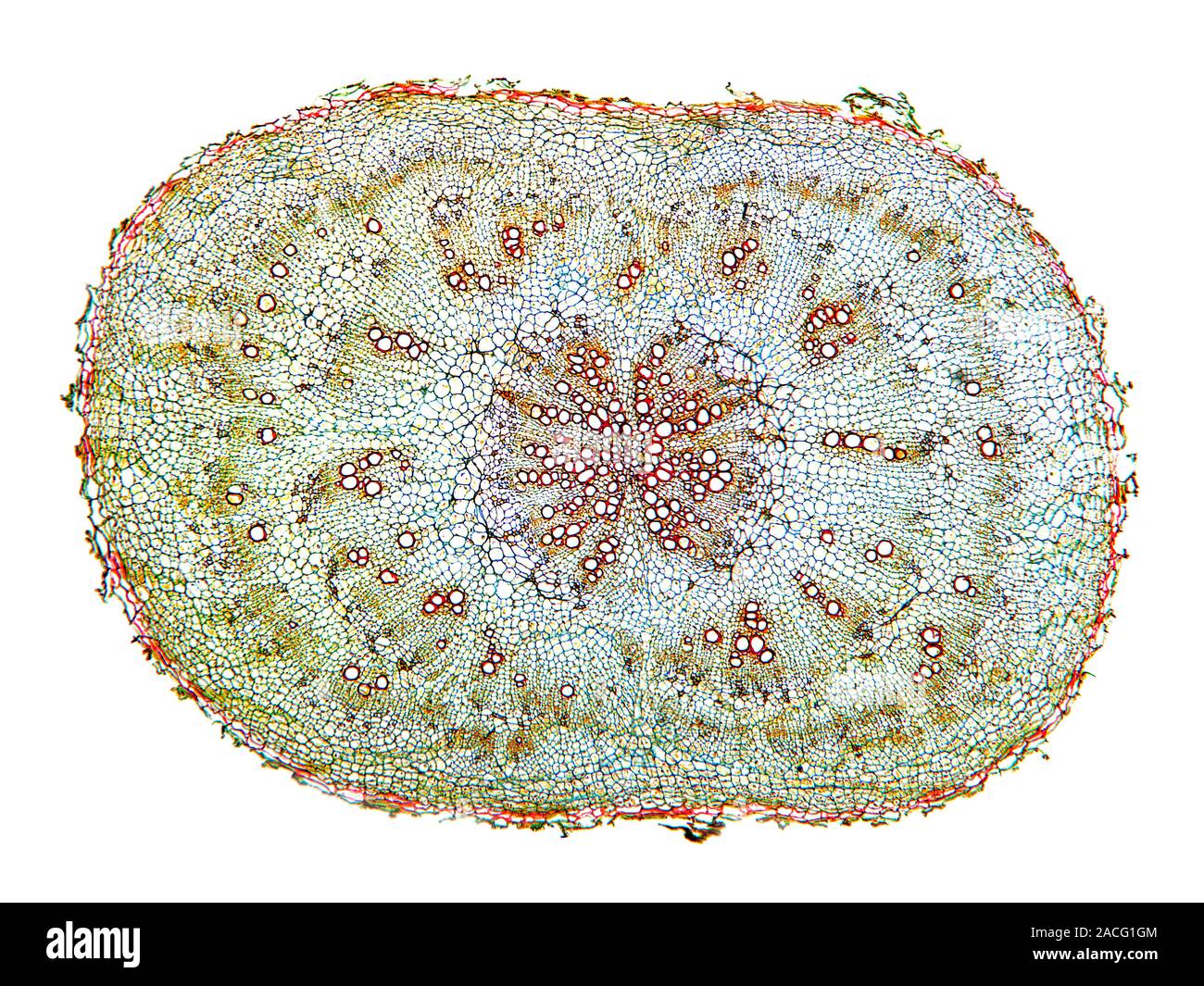 Goosefoot root. Light micrograph of a section through the root of a ...