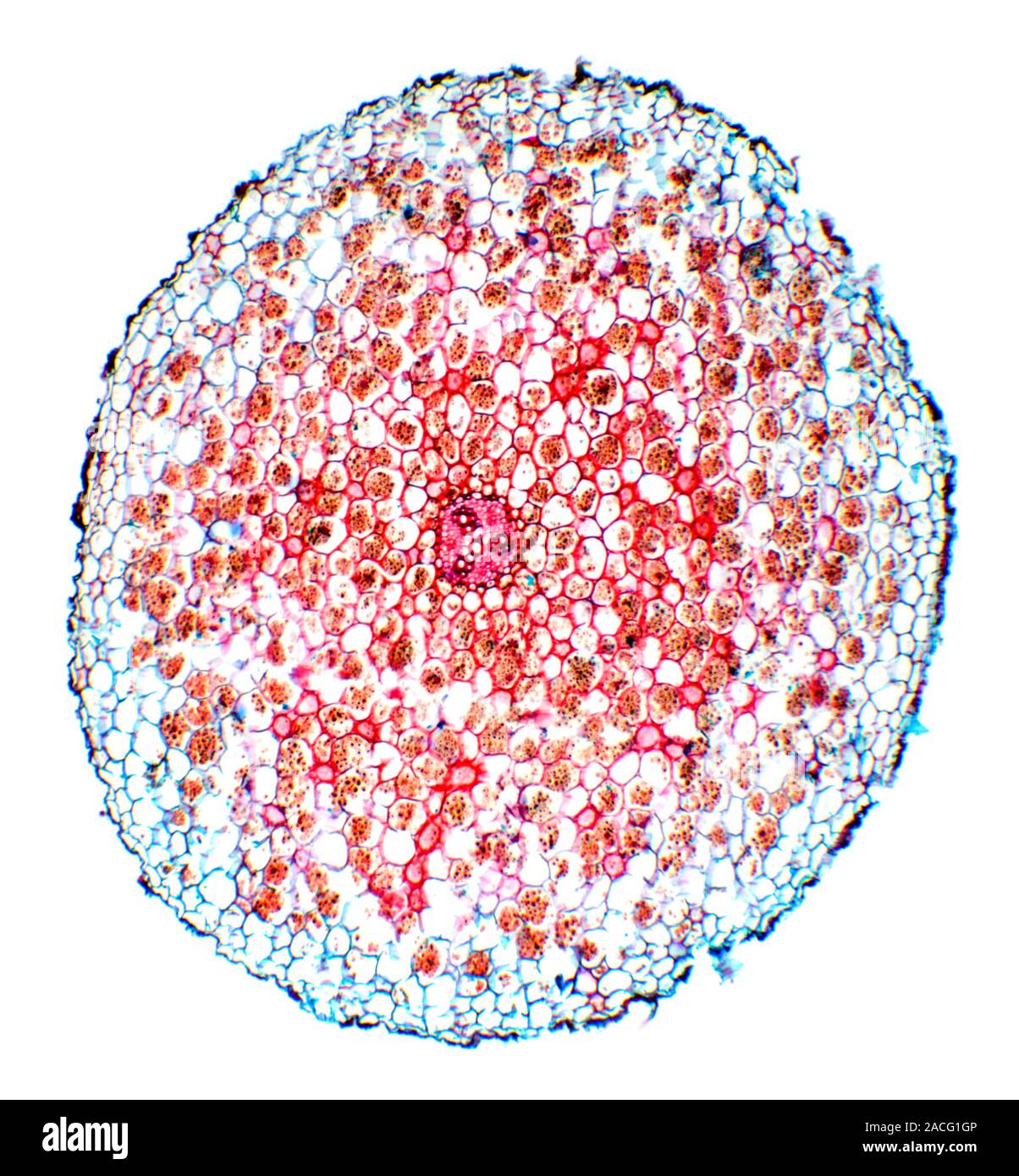 Buttercup root. Light micrograph of a transverse section through the ...