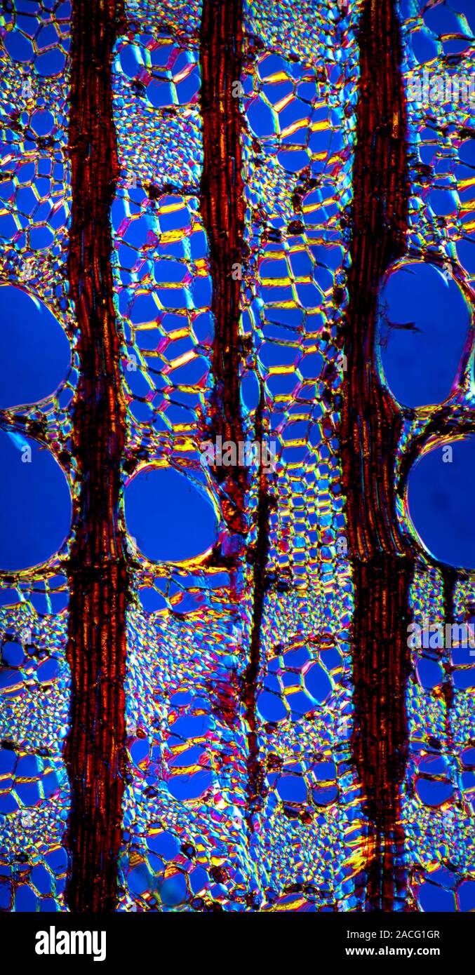 Elm stem (Ulmus procera) section, polarised light micrograph. The black ...