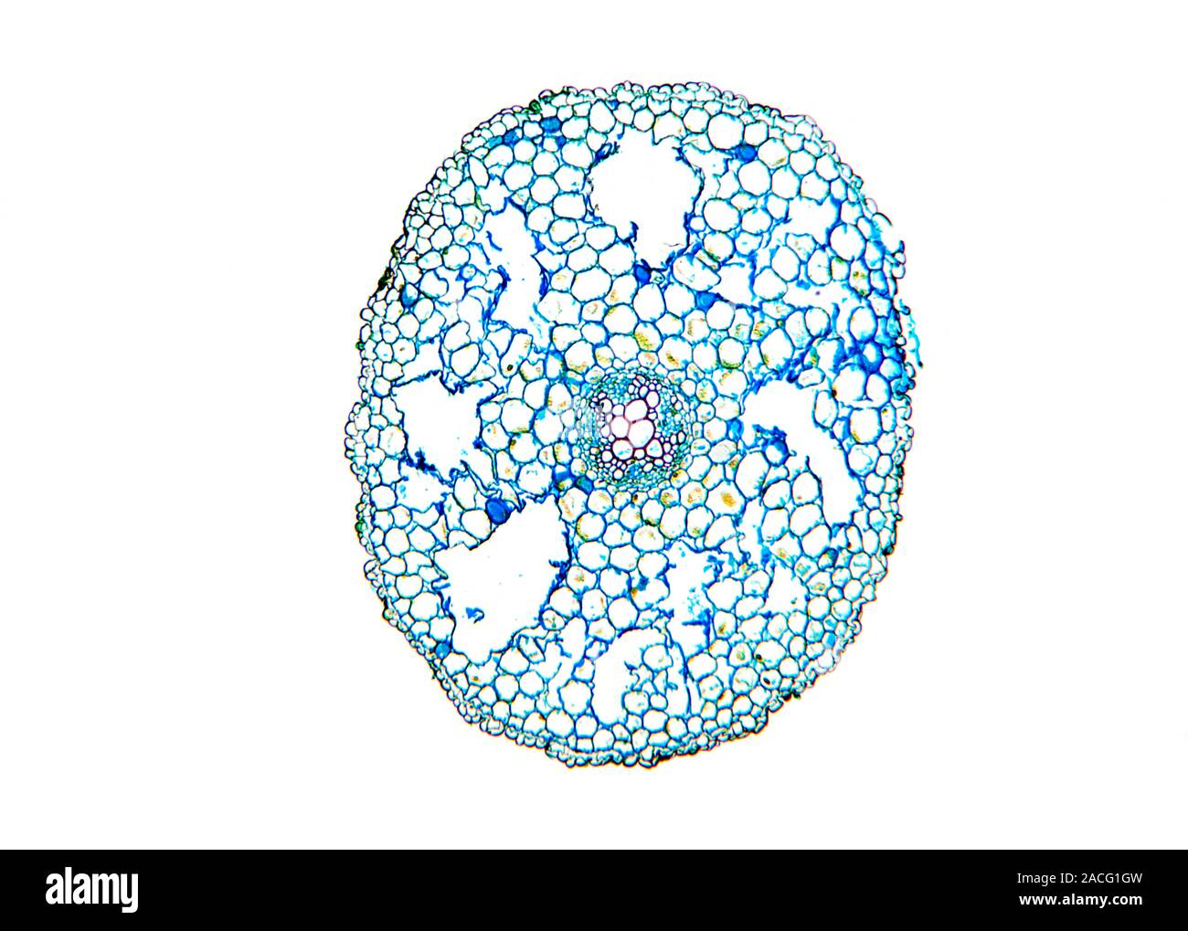 Buttercup root. Light micrograph of a transverse section through the ...