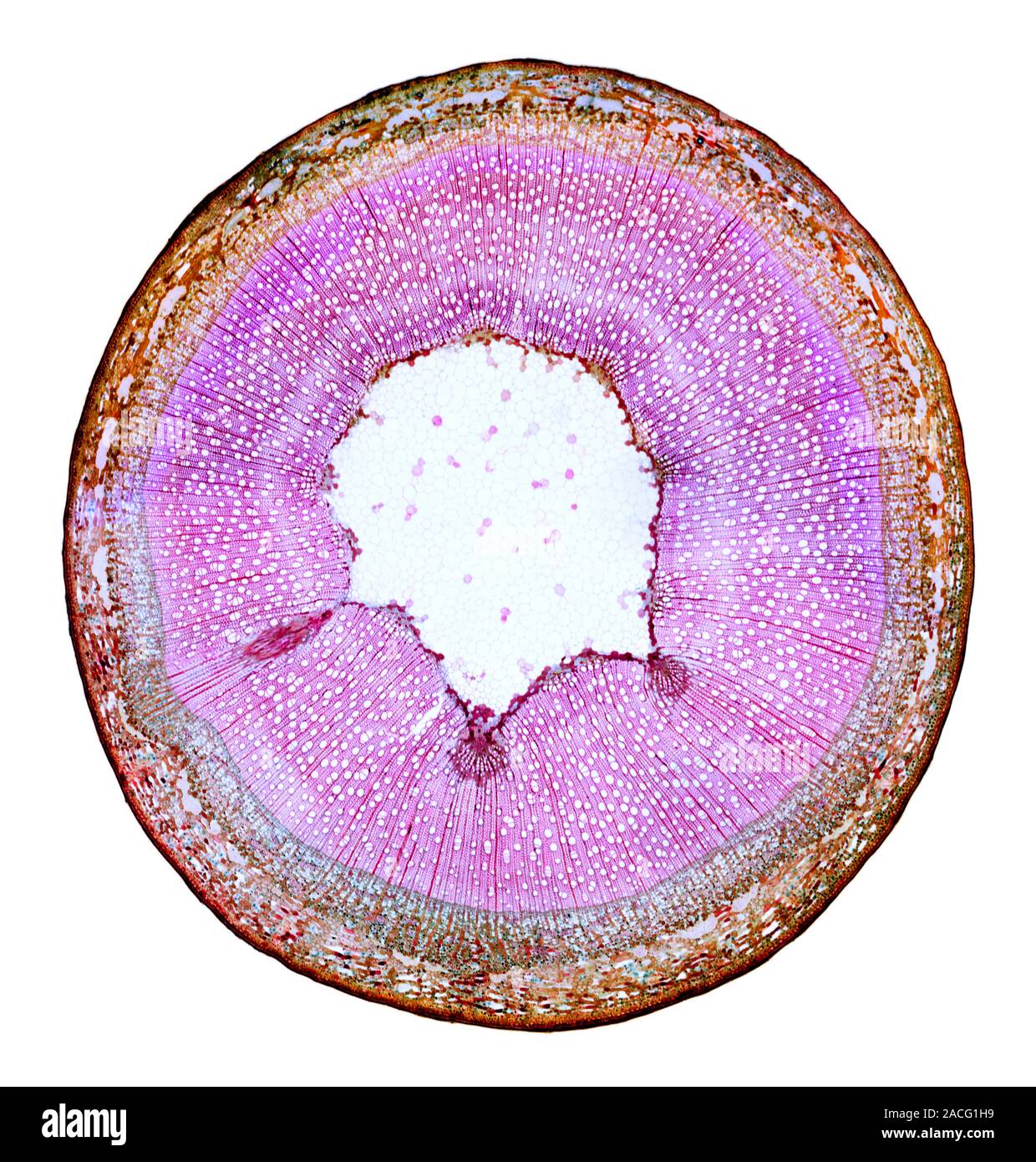 Willow stem. Light micrograph of a cross-section through the stem of a ...