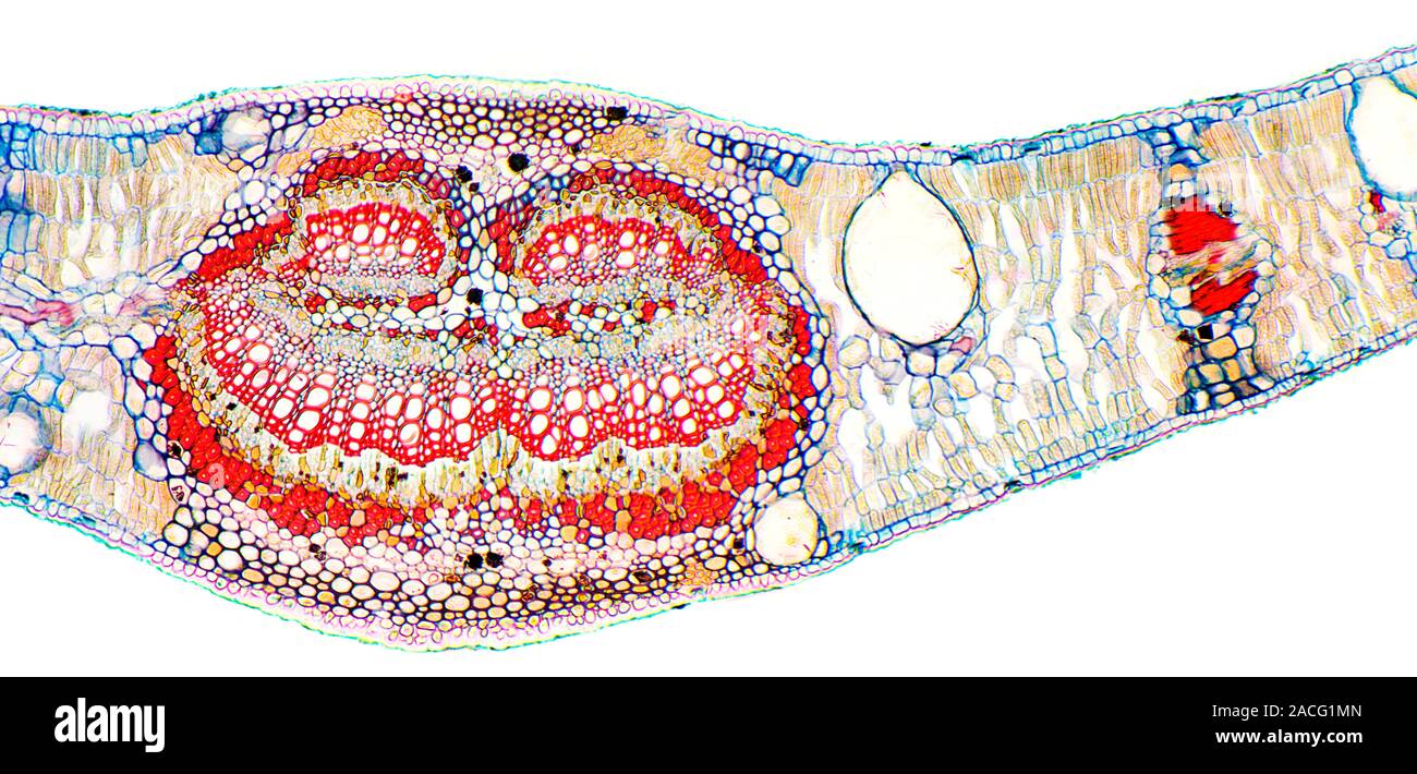 Xerophyte Cross Section Epidermis