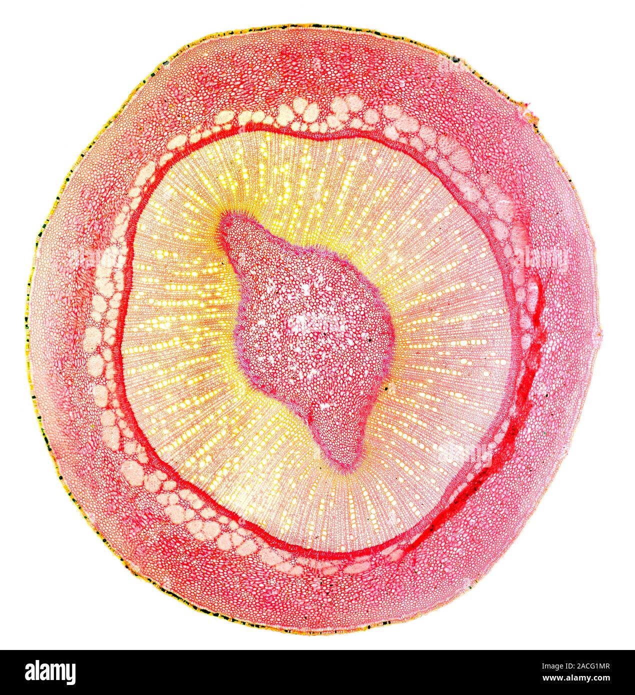 Oleander Stem Light Micrograph Of A Cross Section Through The Stem Of