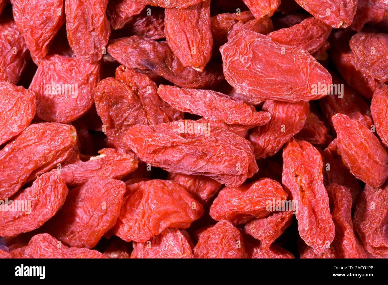 Tibetan Goji berry (Lycium chinense), also known as Wolf berry. This ...