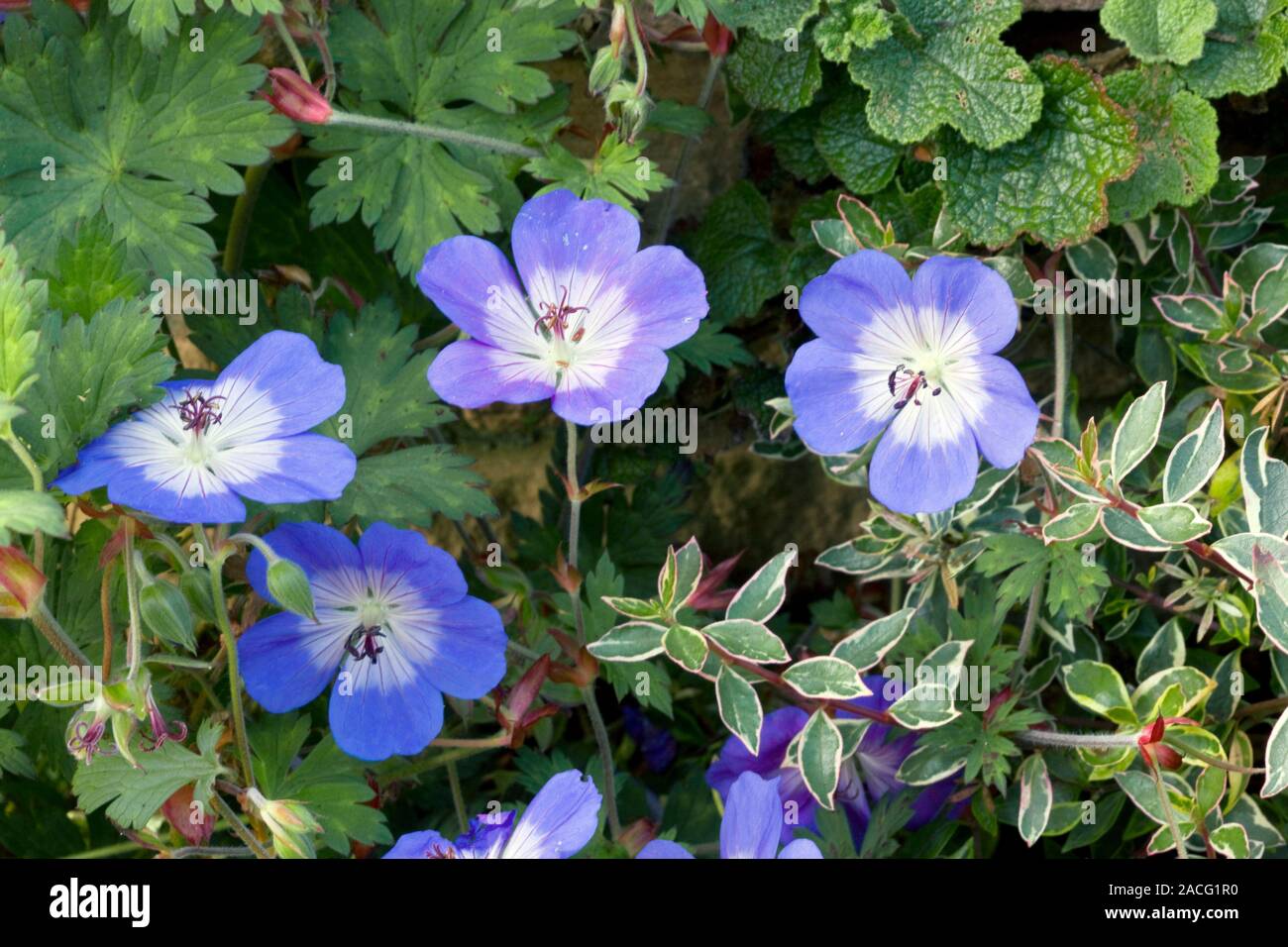 Flowers of Crane's Bill (Geranium 'Jolly Bee') surrounded by mixed ...